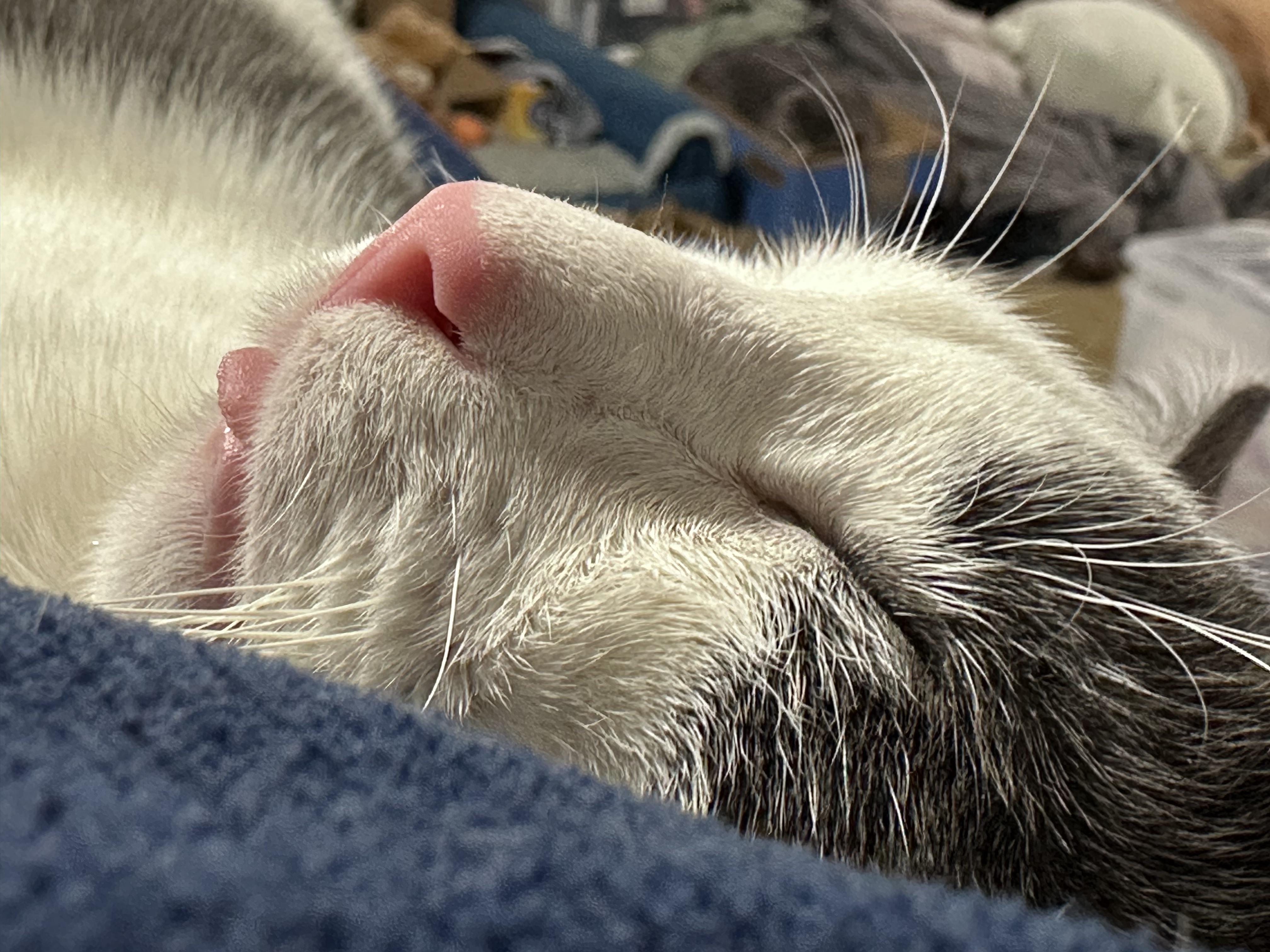 Miso does a blep | Scrolller