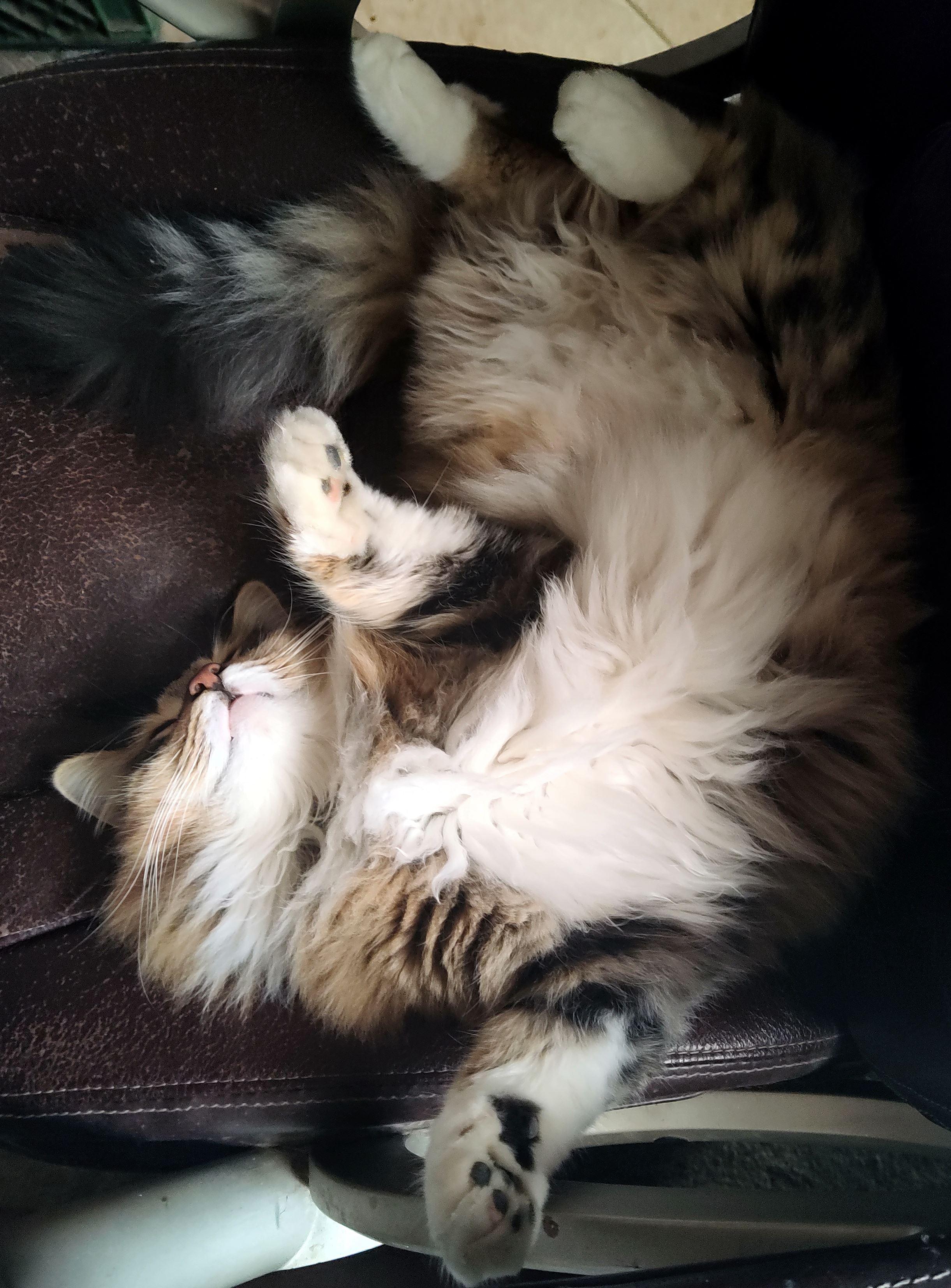 Miles is a happy napper. | Scrolller