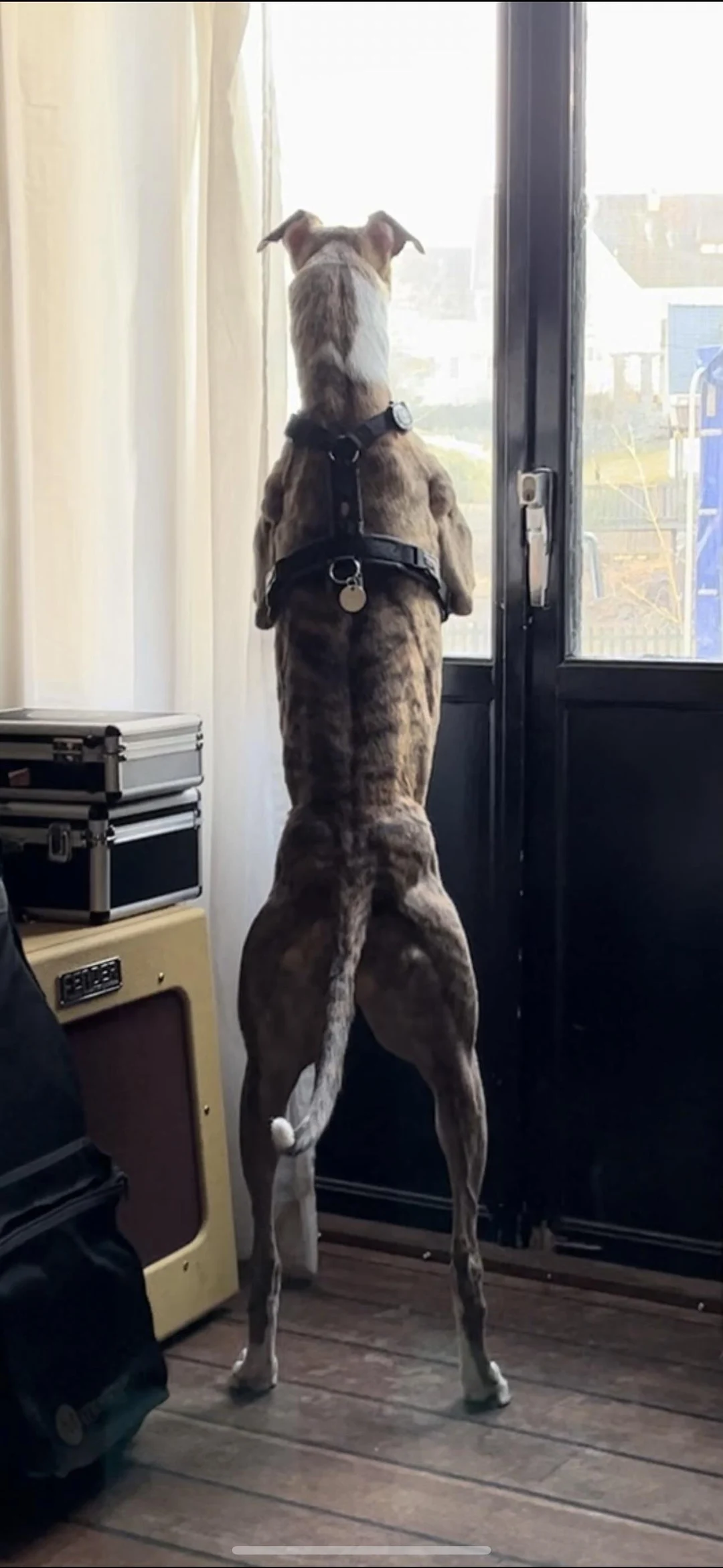 My friends 8 year old Greyhound is built like a tank. | Scrolller