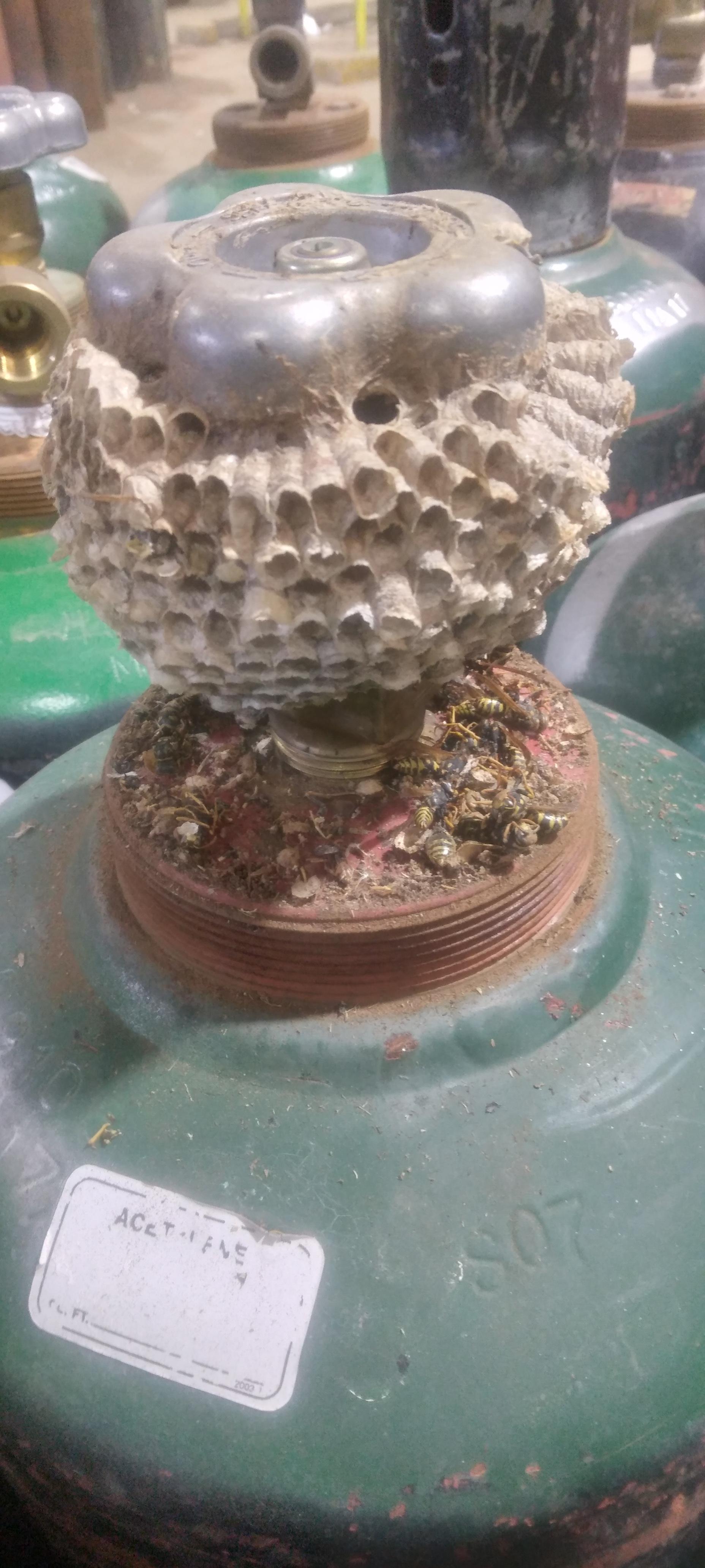 Beehive around cylinder valve | Scrolller