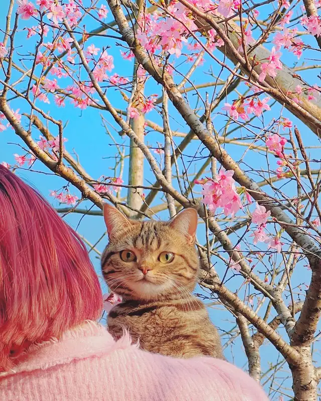 Friendly cat and spring flowers | Scrolller