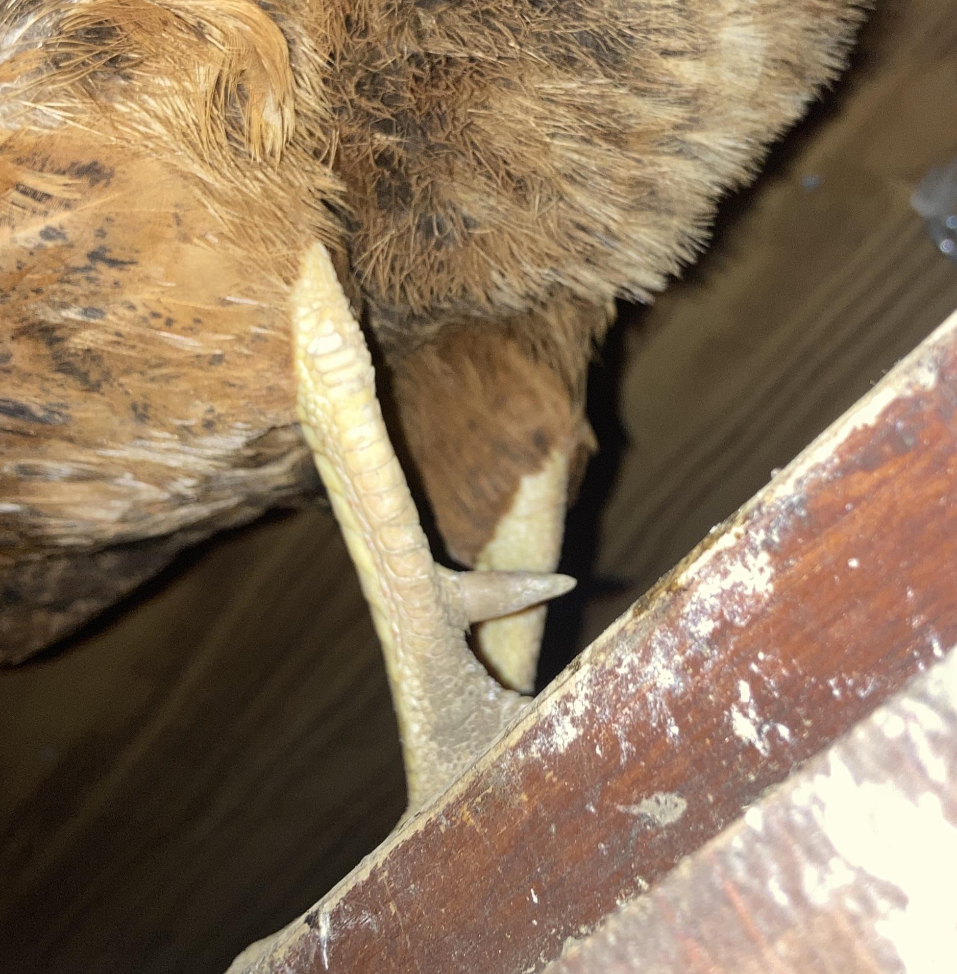 Hen growing a spike | Scrolller