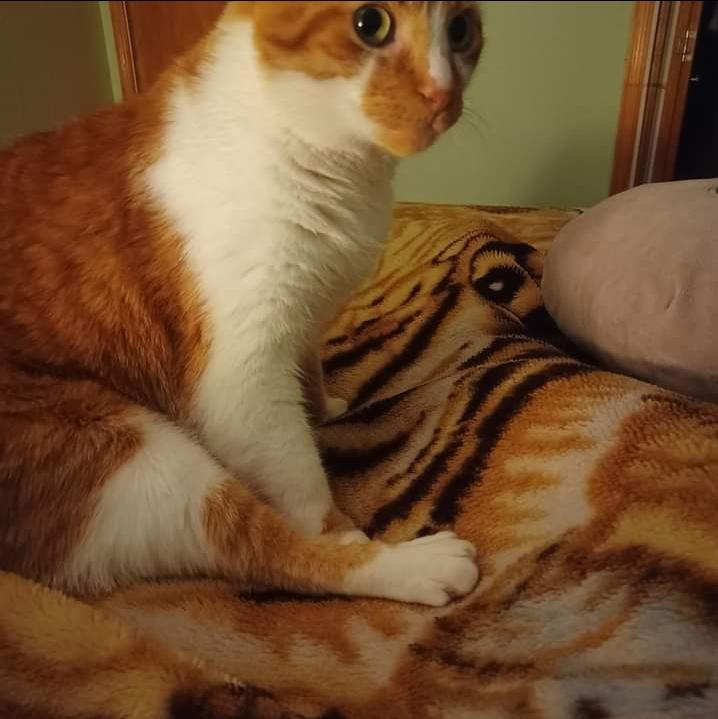 Richard Parker mildly startled by the wind. | Scrolller