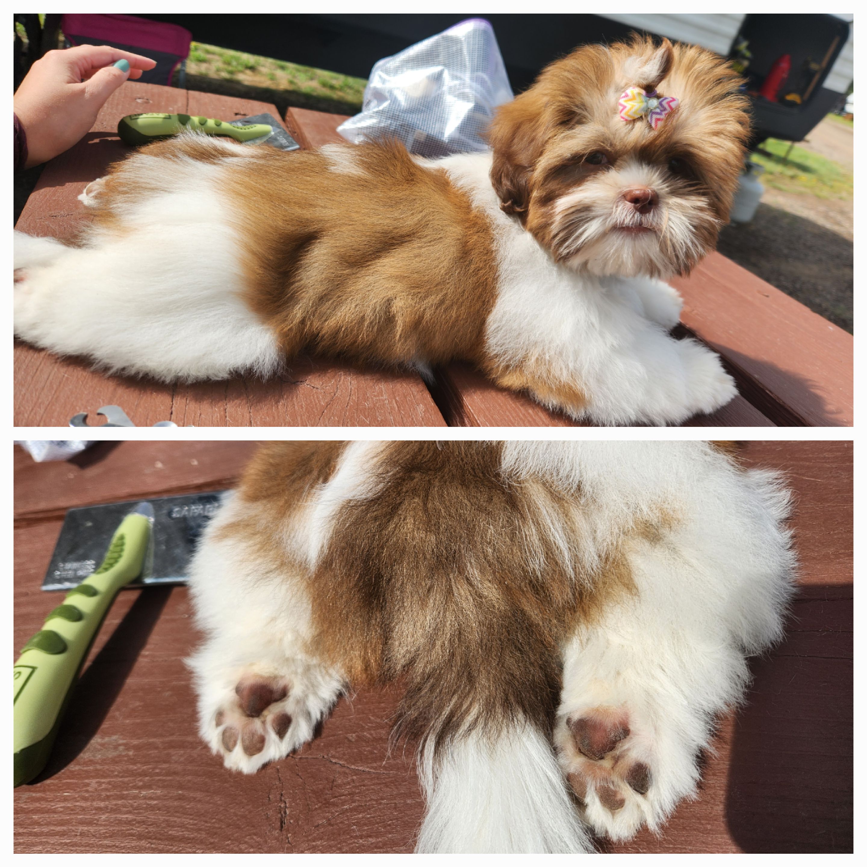 Getting pampered on her first big road trip | Scrolller