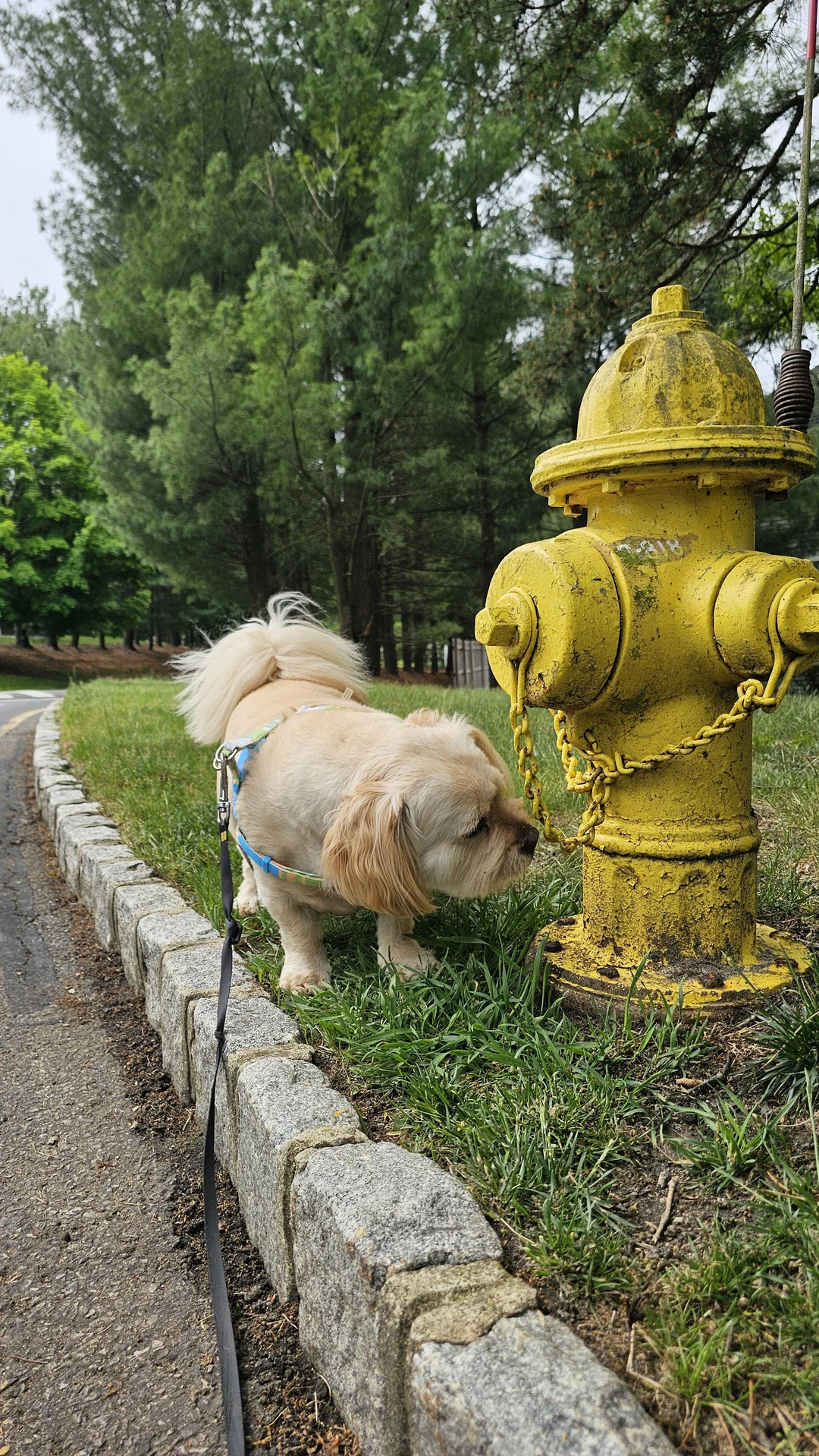 Checking Messages | Scrolller