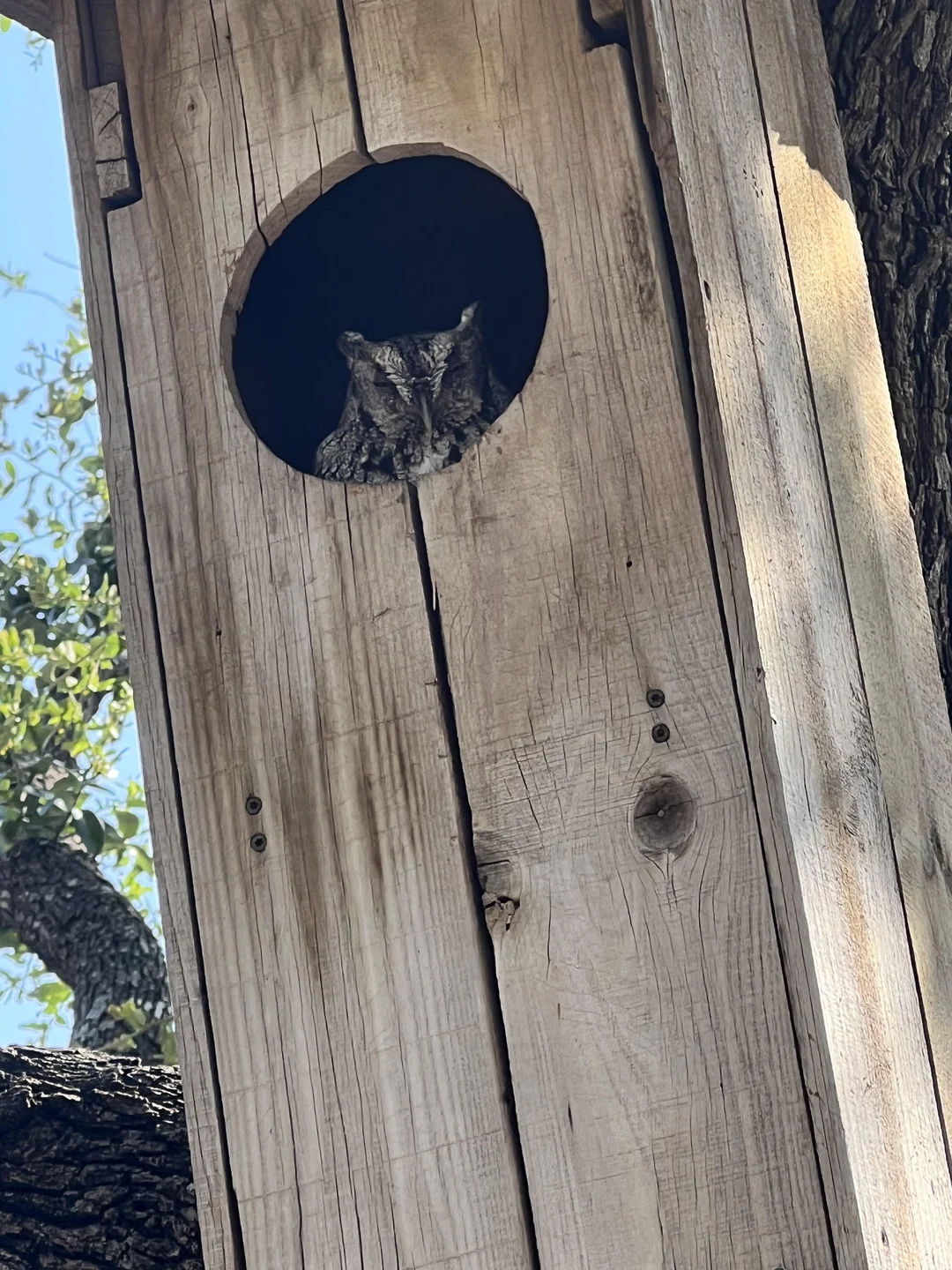 Discover more like Owls: New tenant and Related Content | Scrolller