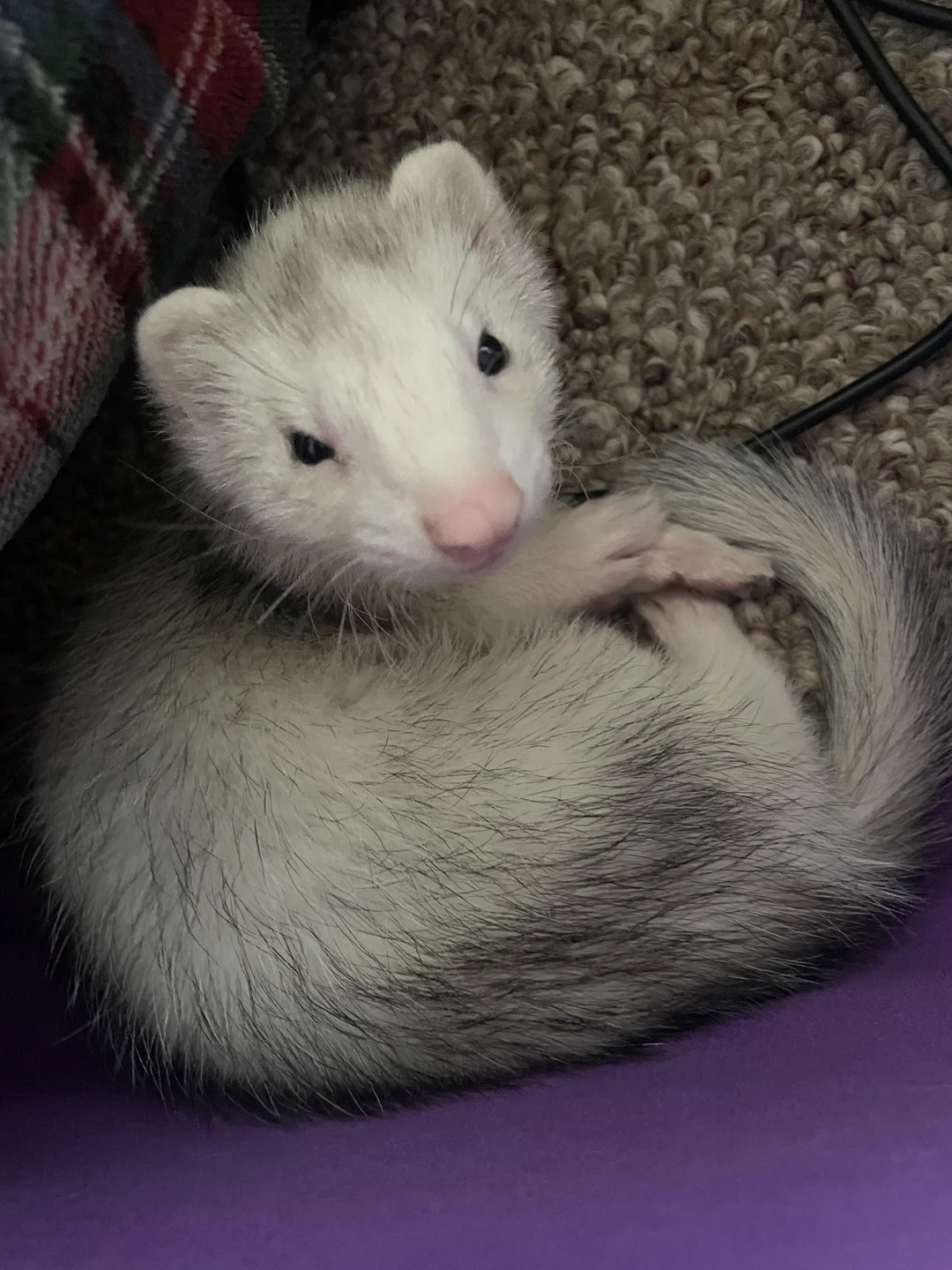 Unfixed male aggression | Scrolller