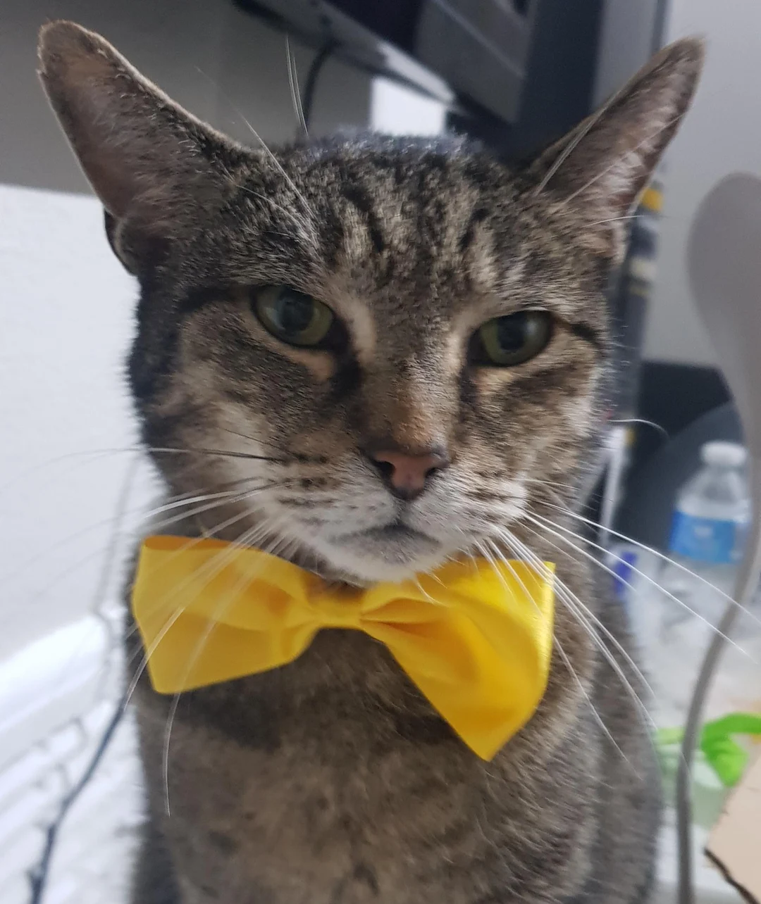 He is very smart indeed! | Scrolller