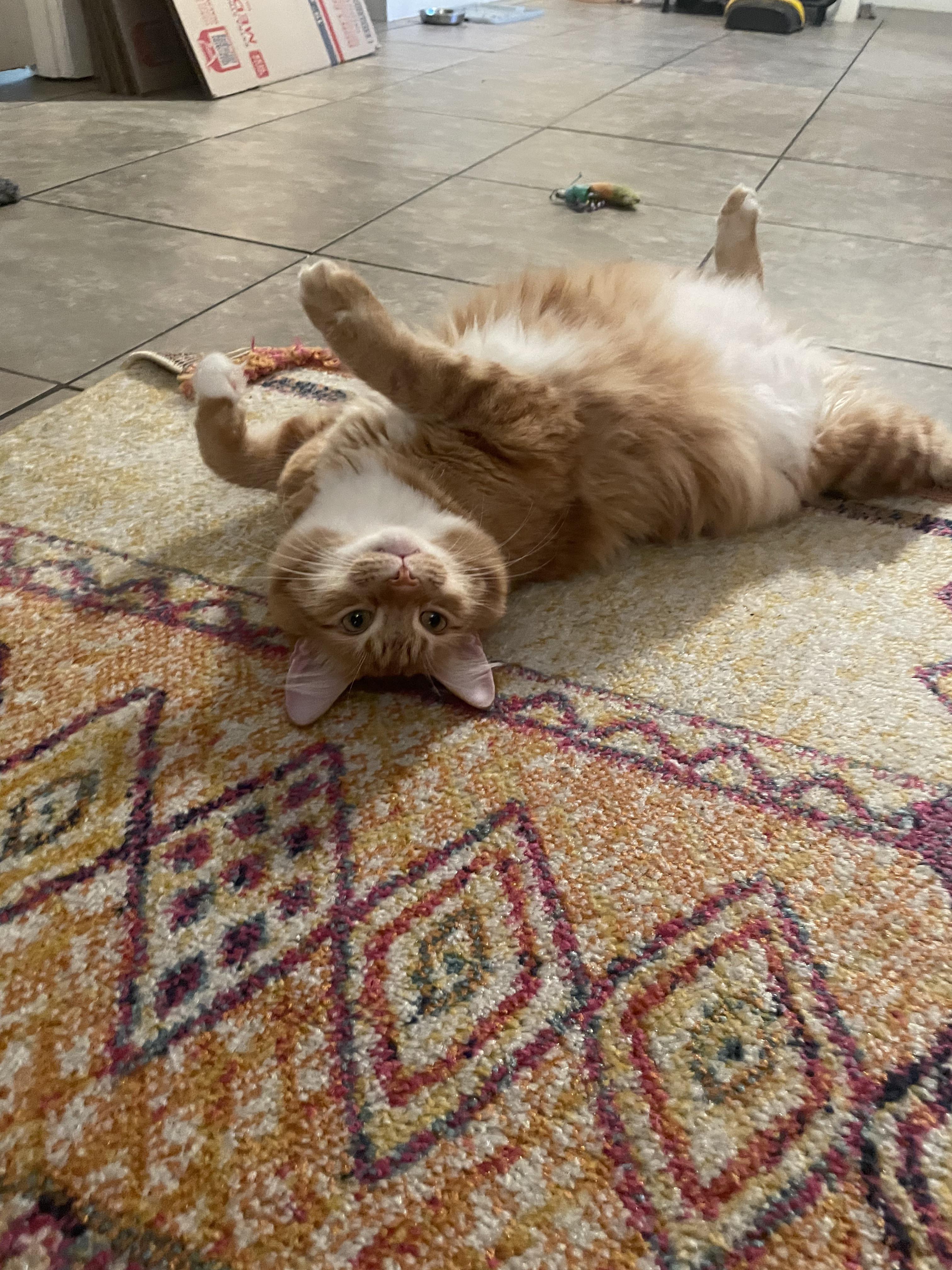 My chicken nugget | Scrolller