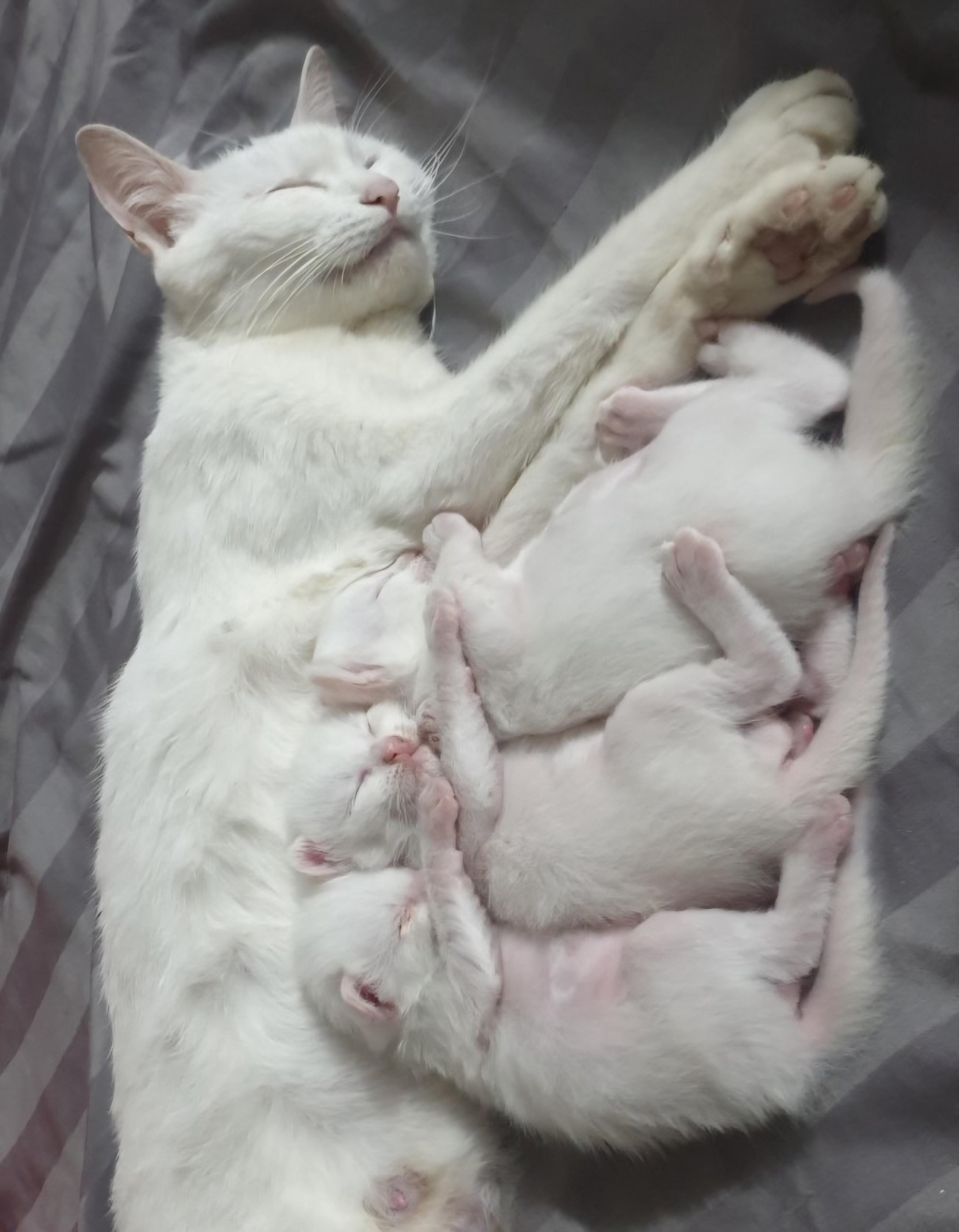 Neatly organized themself after the meal. | Scrolller