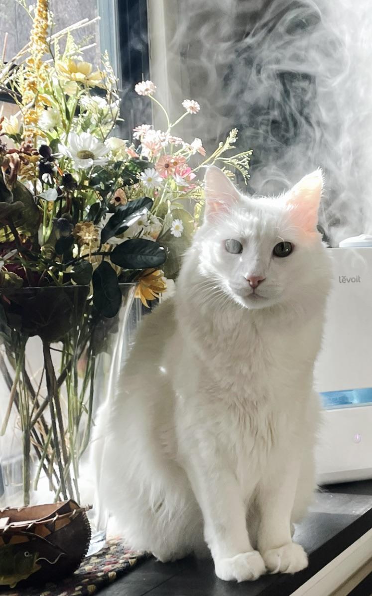 Cat, flowers, mist | Scrolller