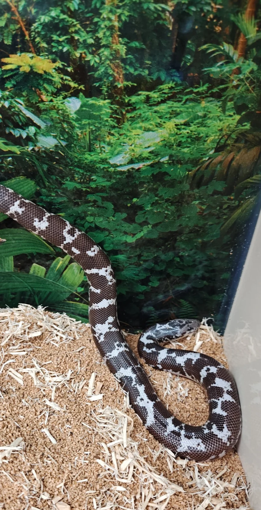 Morph ID Kenyan sand boa | Scrolller