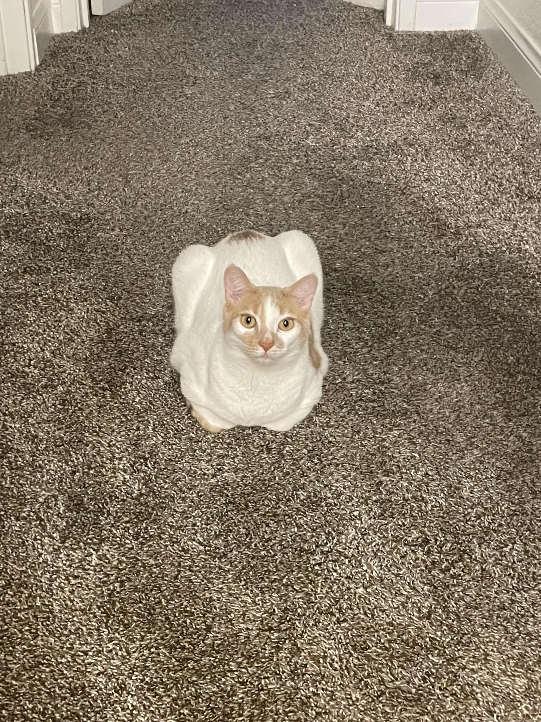Getting ready for work and open the bathroom door to find this little loaf waiting for me 🥺 ...