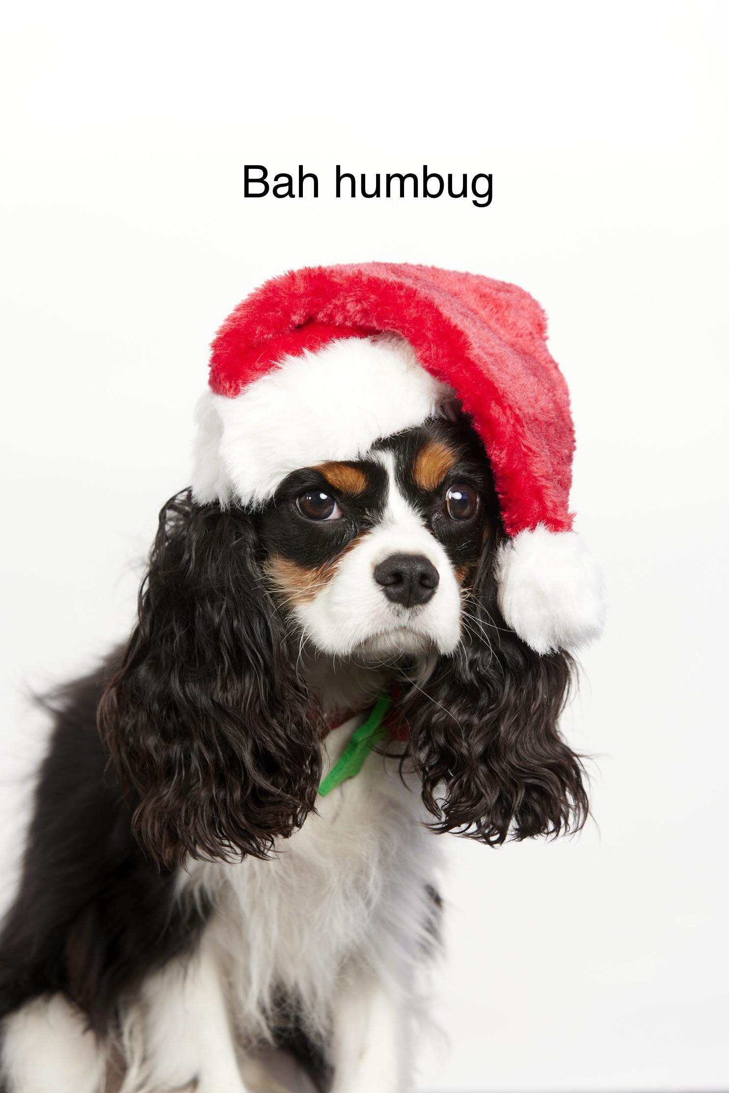 Jude is a happy puppy, but he has real grumpy energy here | Scrolller