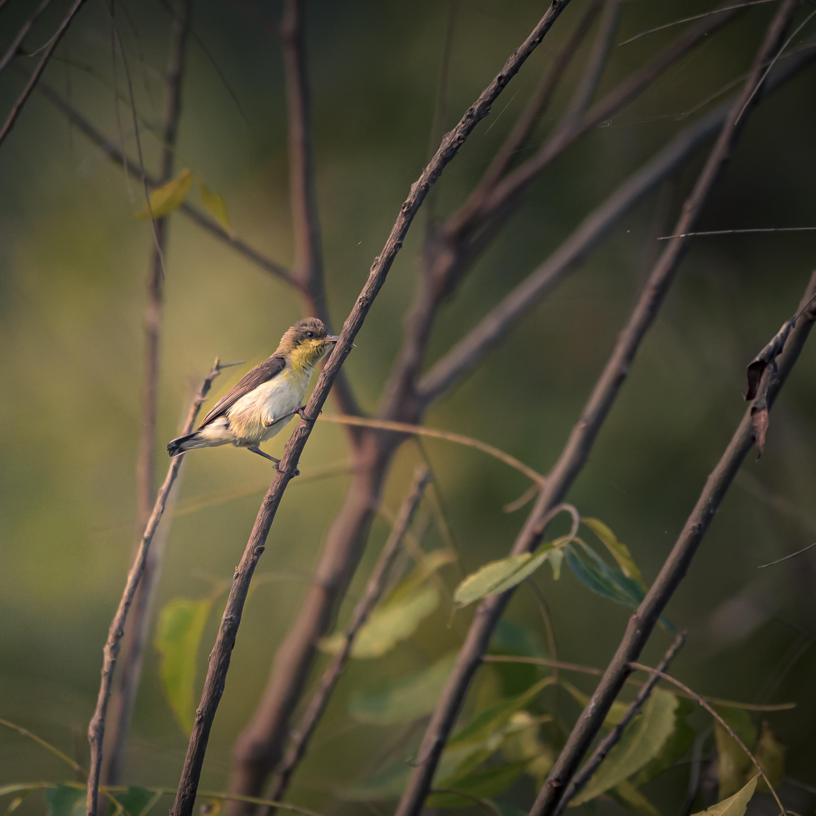 Female Purple-rumped sunbird | Scrolller