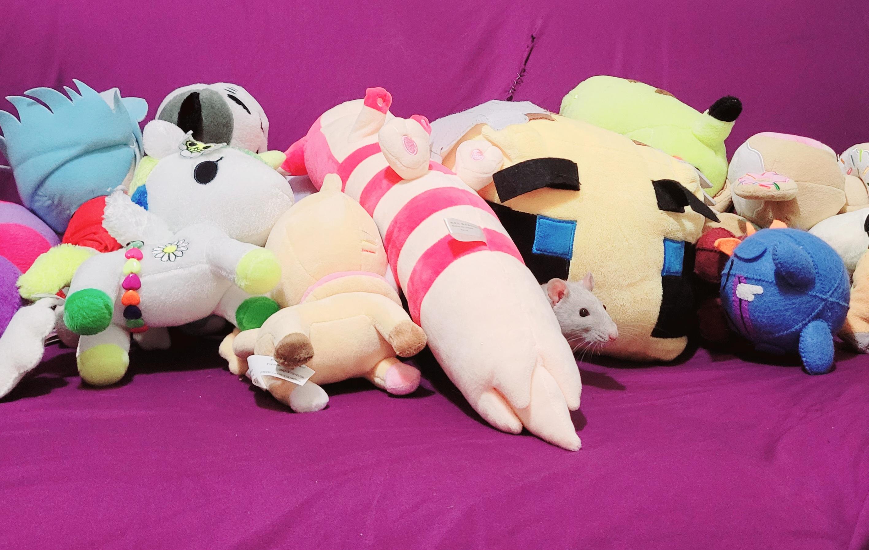 One of my plushies is kinda sus. | Scrolller