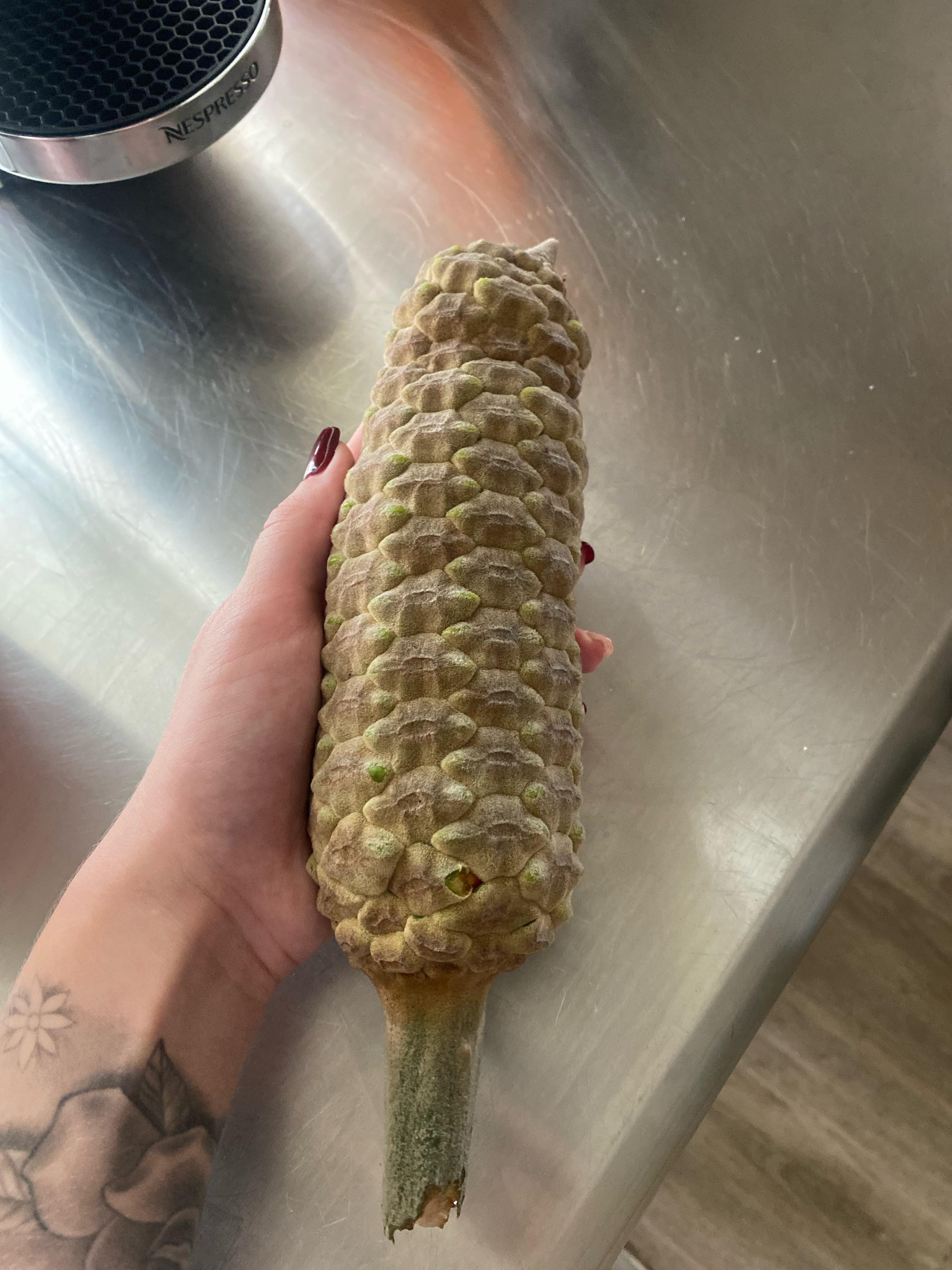 What is this? Is this edible? | Scrolller