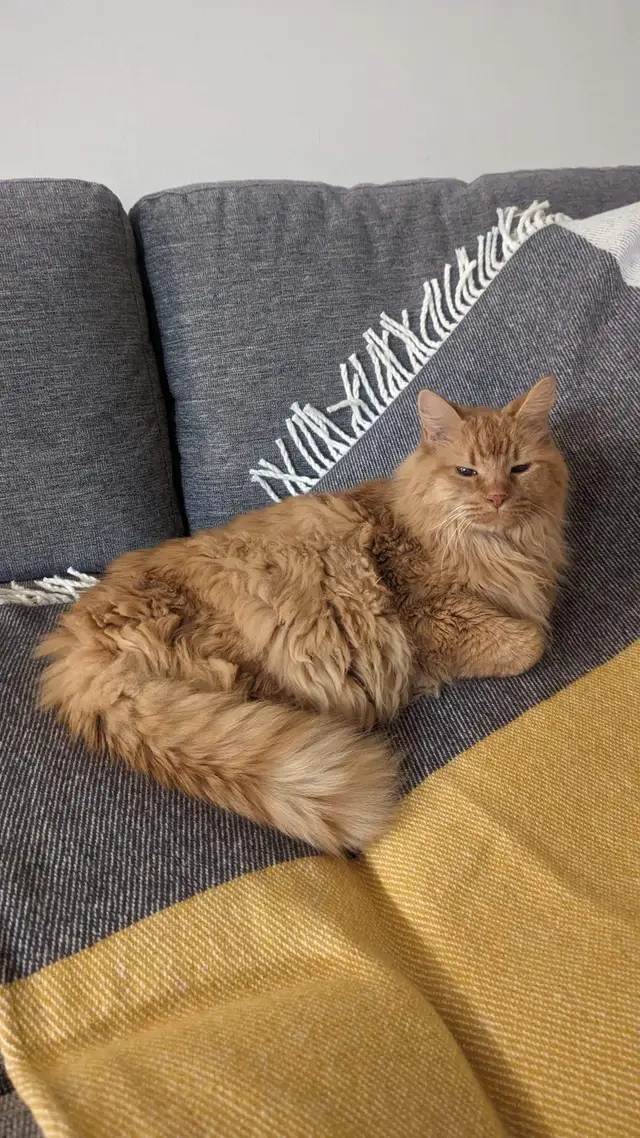 Big cat tree advice | Scrolller