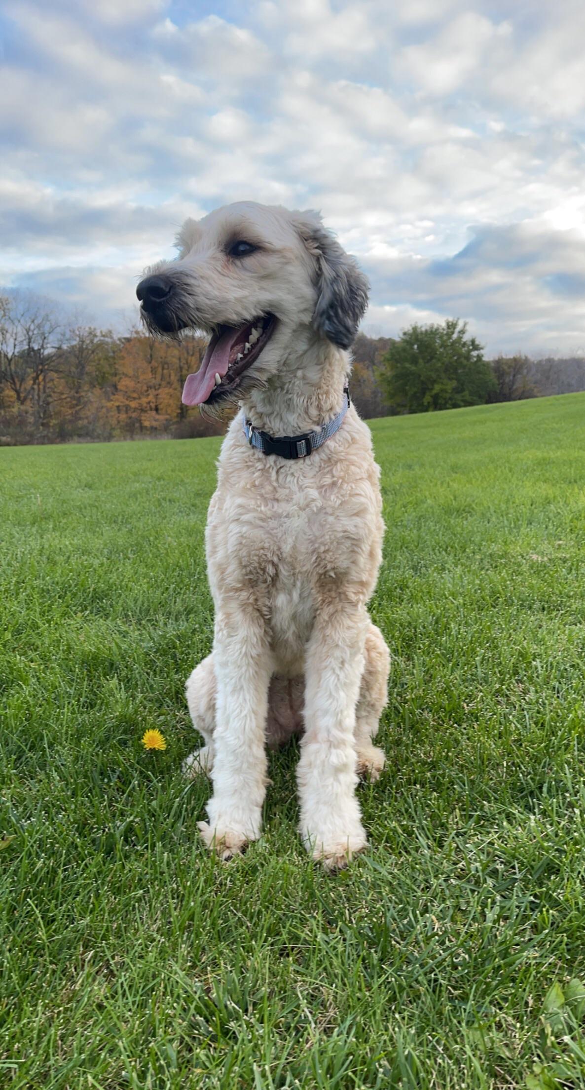 Outdoor photoshoot with Millie | Scrolller