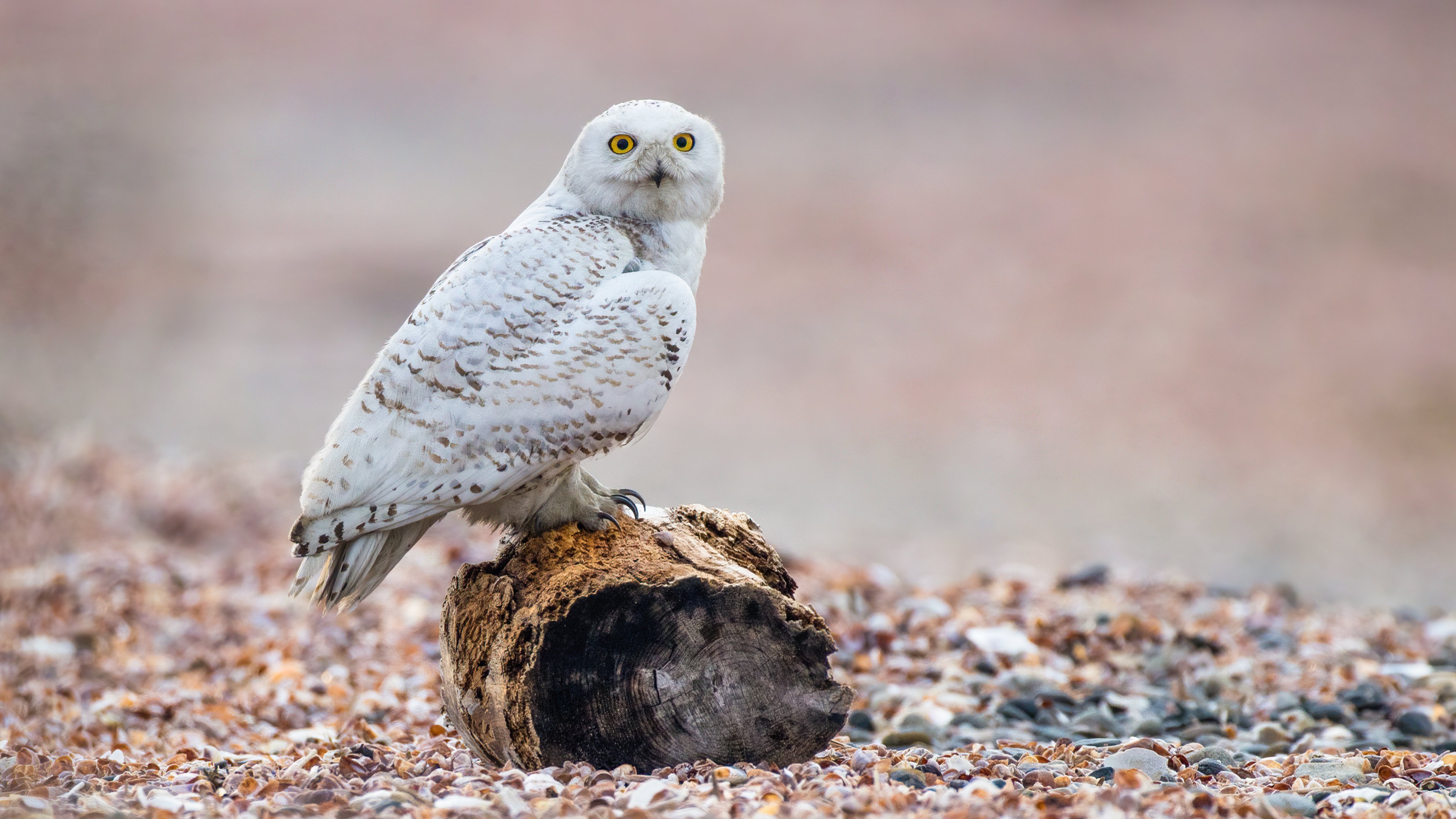 Snowy owl | Scrolller