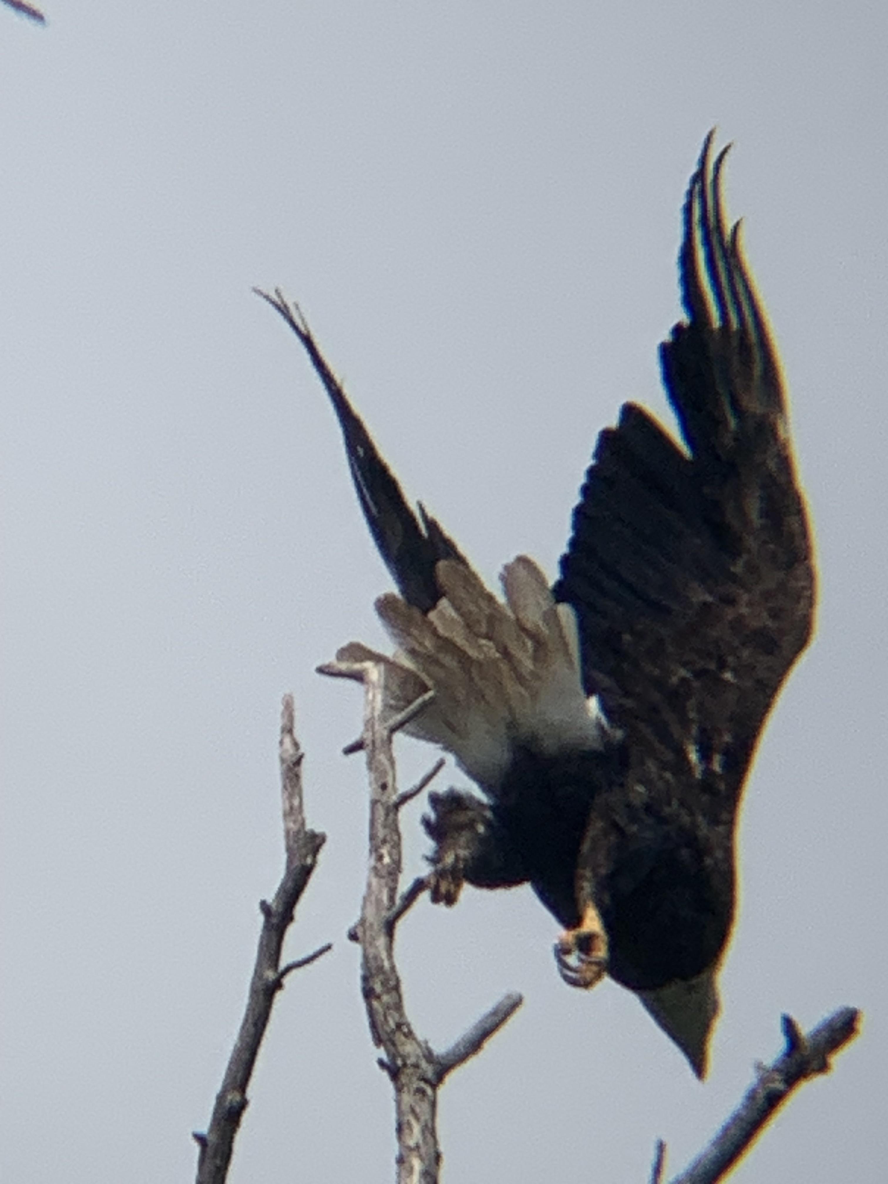 🔥 Diving eagle | Scrolller