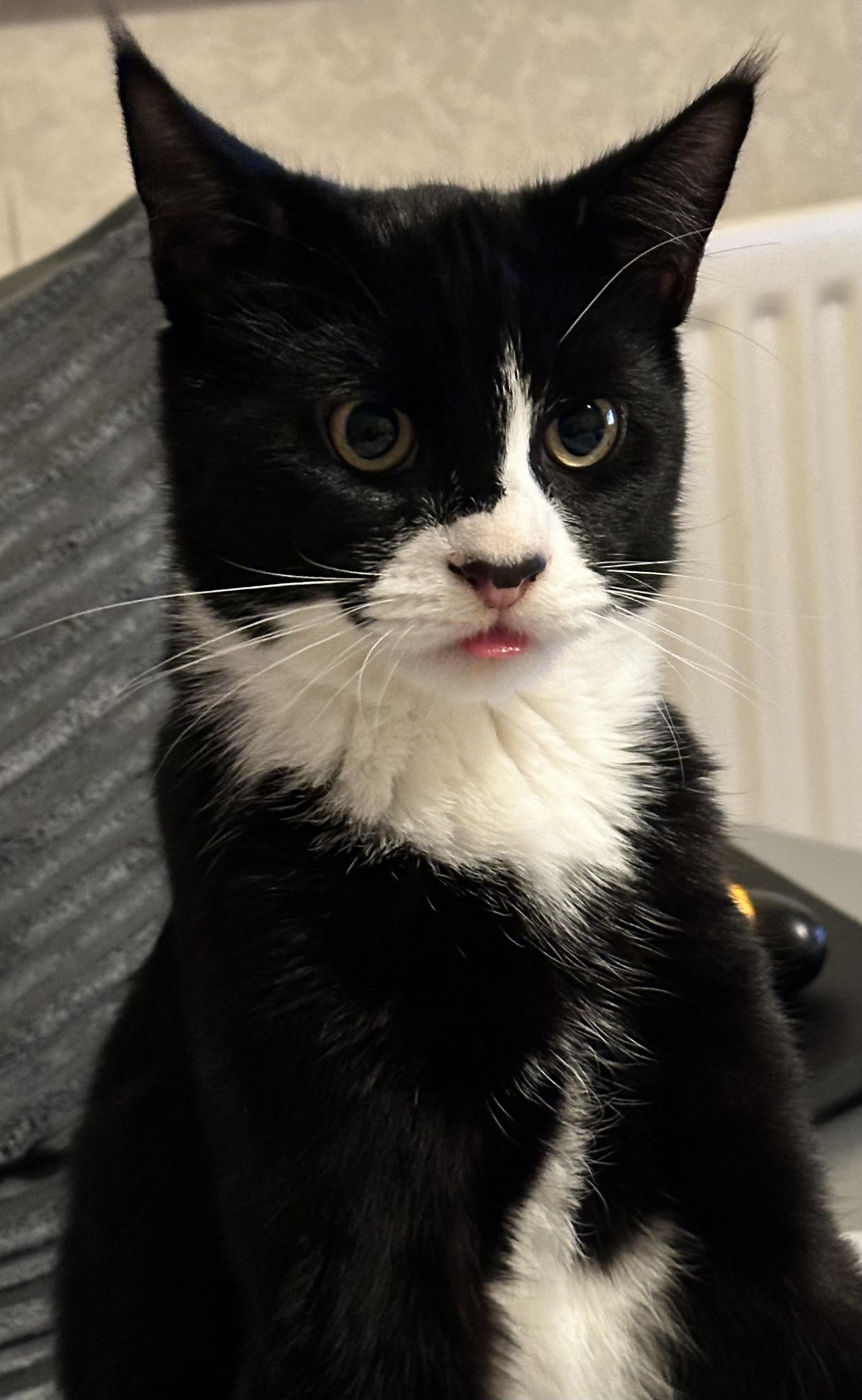 Little Blep from Salem | Scrolller