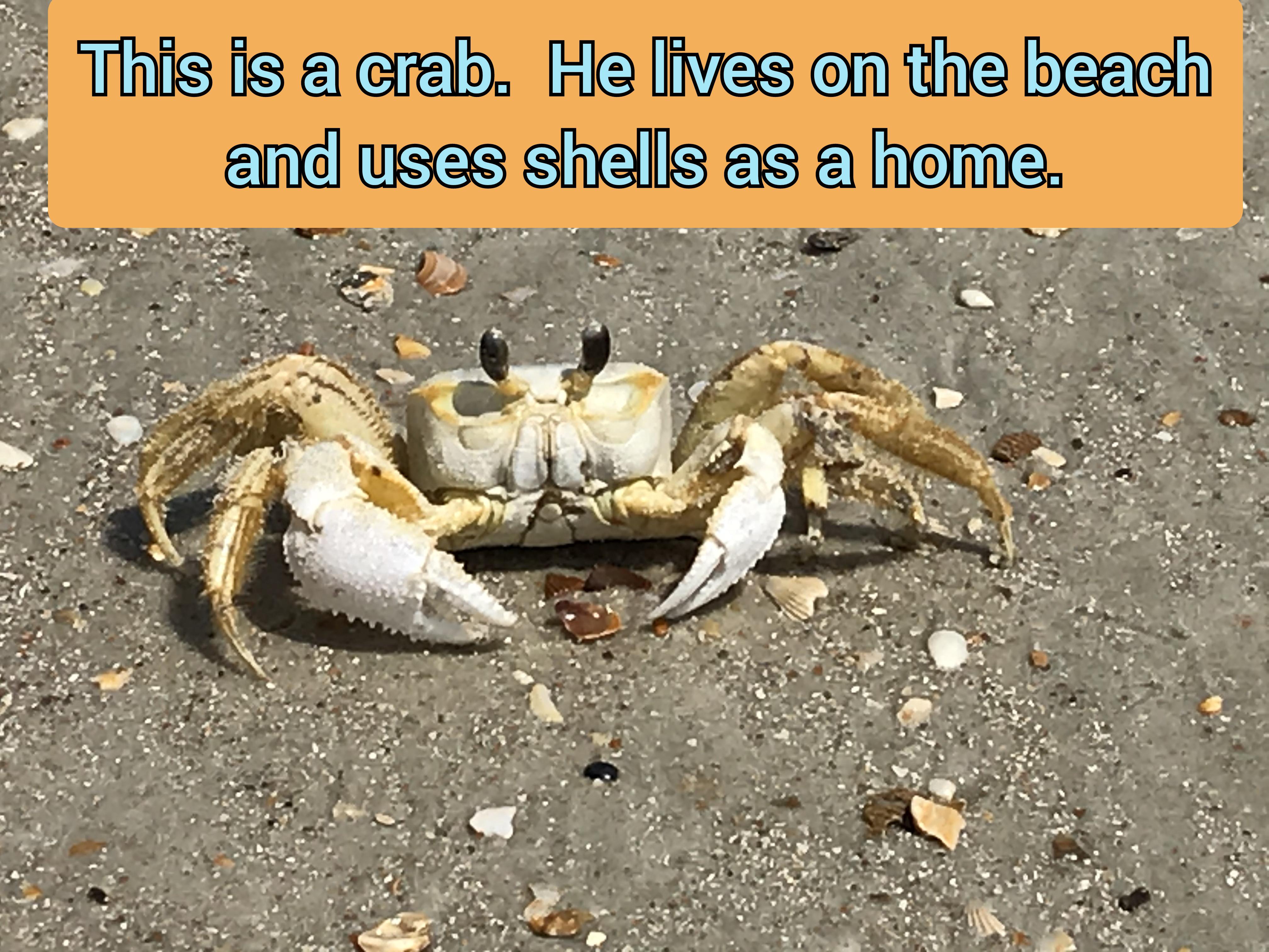 Crab. | Scrolller