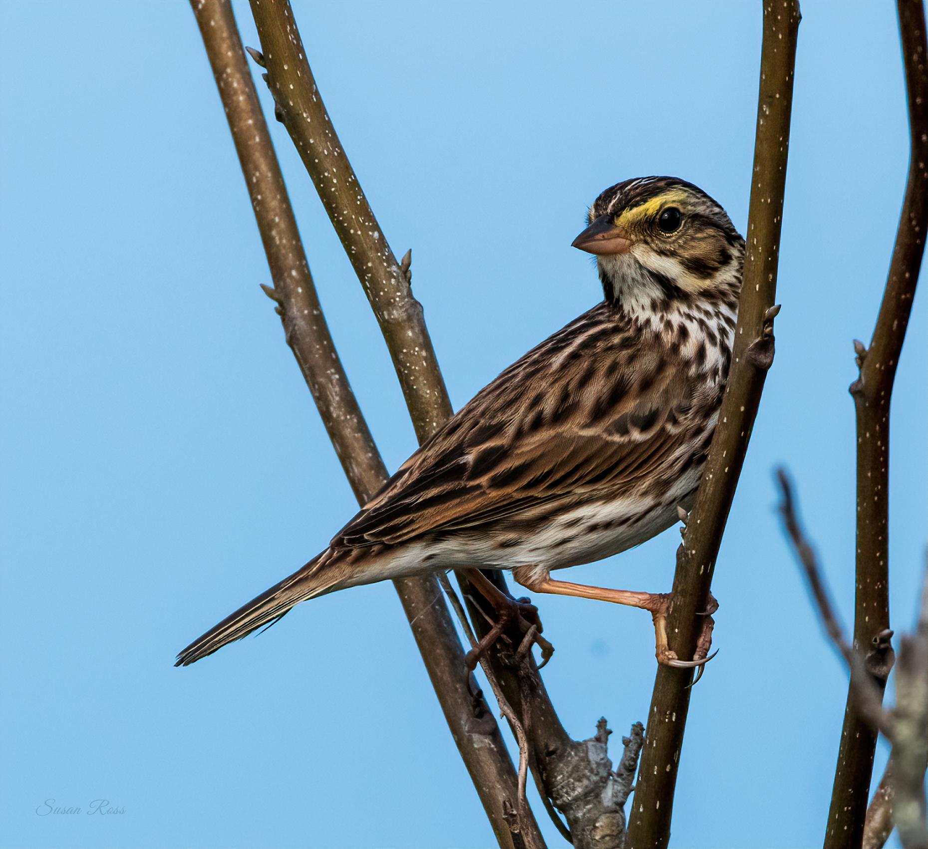 Central Florida Savannah Sparrow | Scrolller