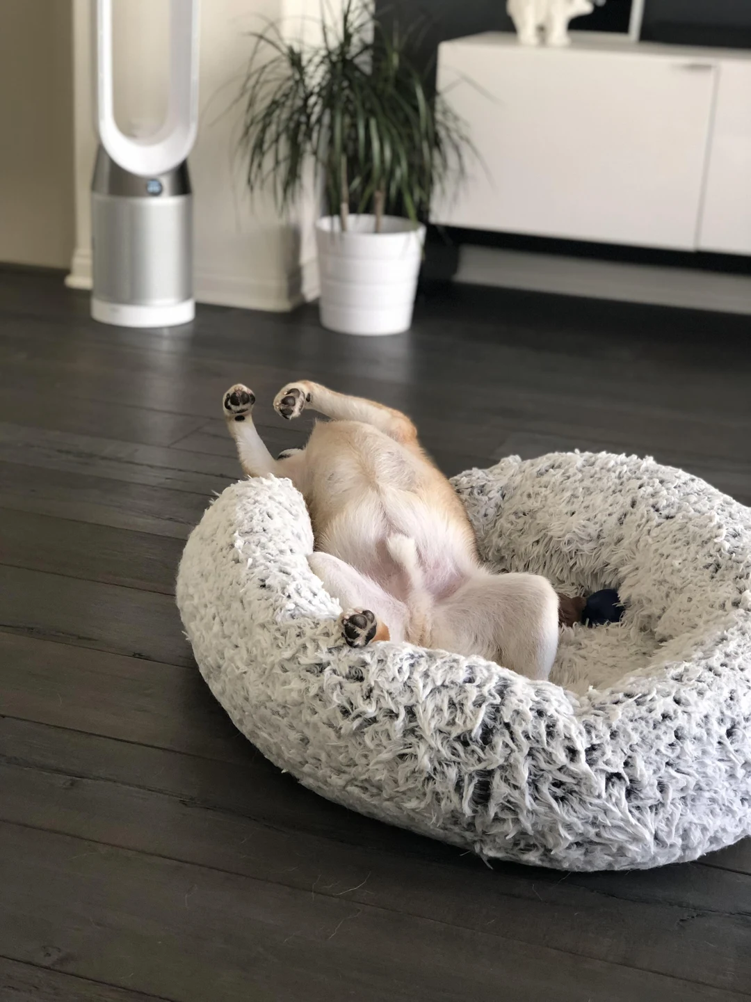 The headless napper | Scrolller