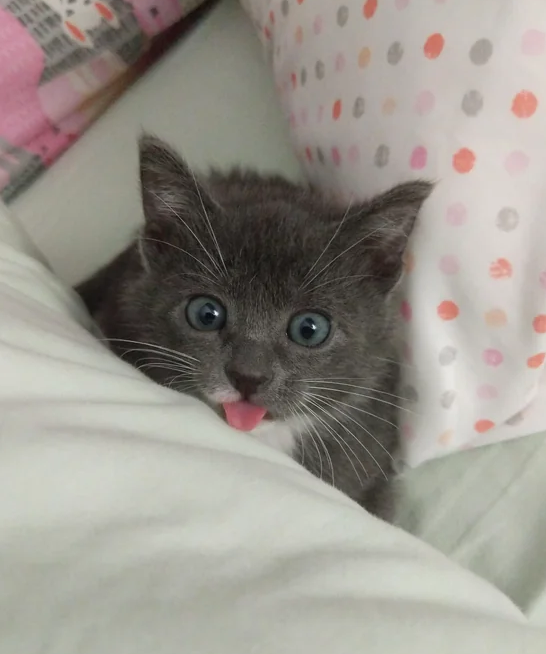 He woke up like this, my little blep. | Scrolller