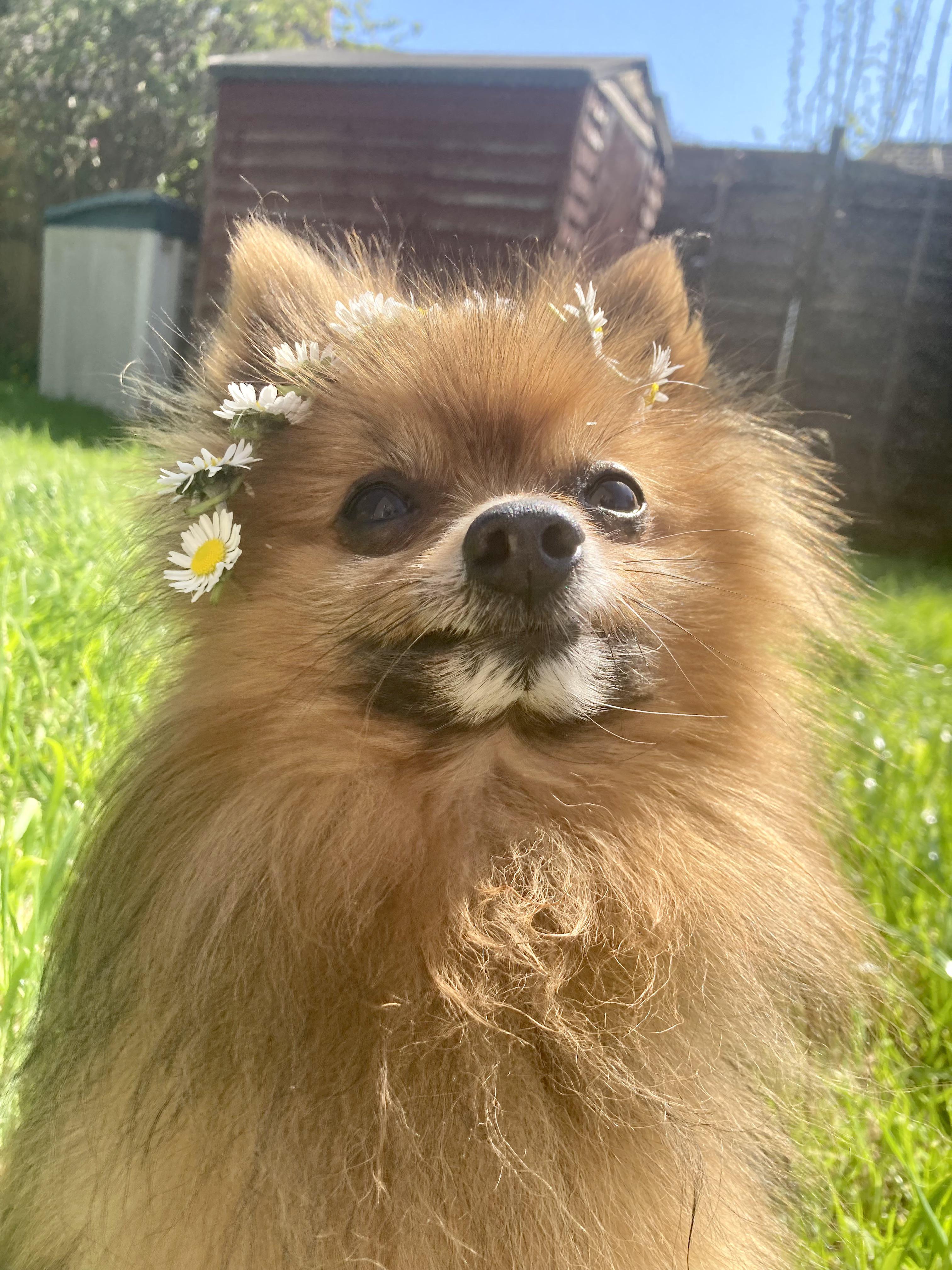 Daisy doggo | Scrolller