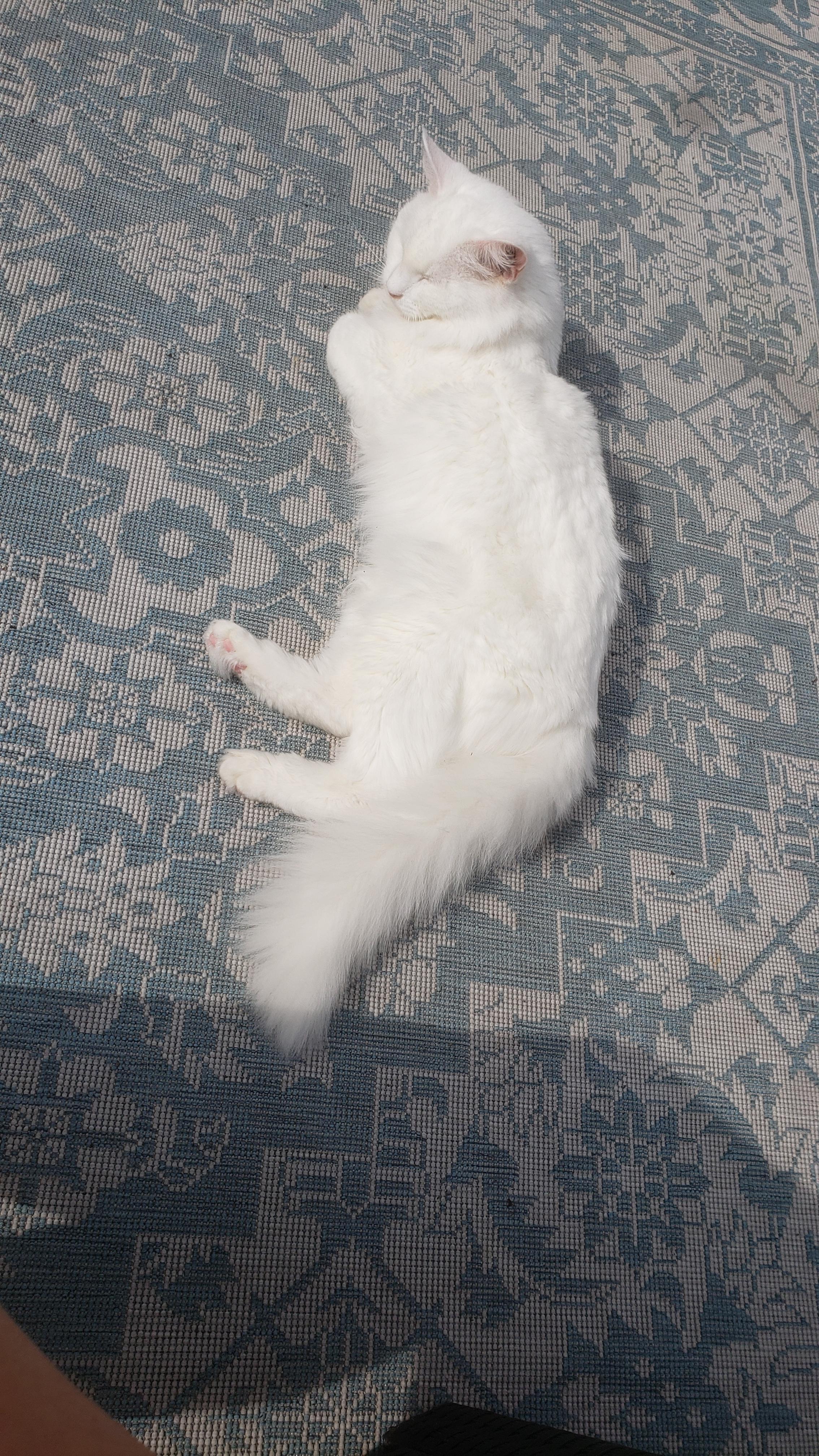 Happy Bella | Scrolller