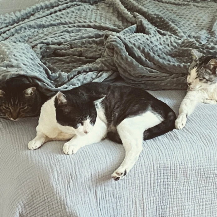 I rescued these three kitty cats! | Scrolller