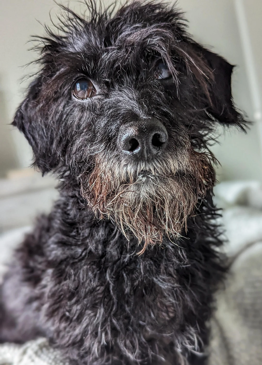 Scruffy McGruff 13 | Scrolller