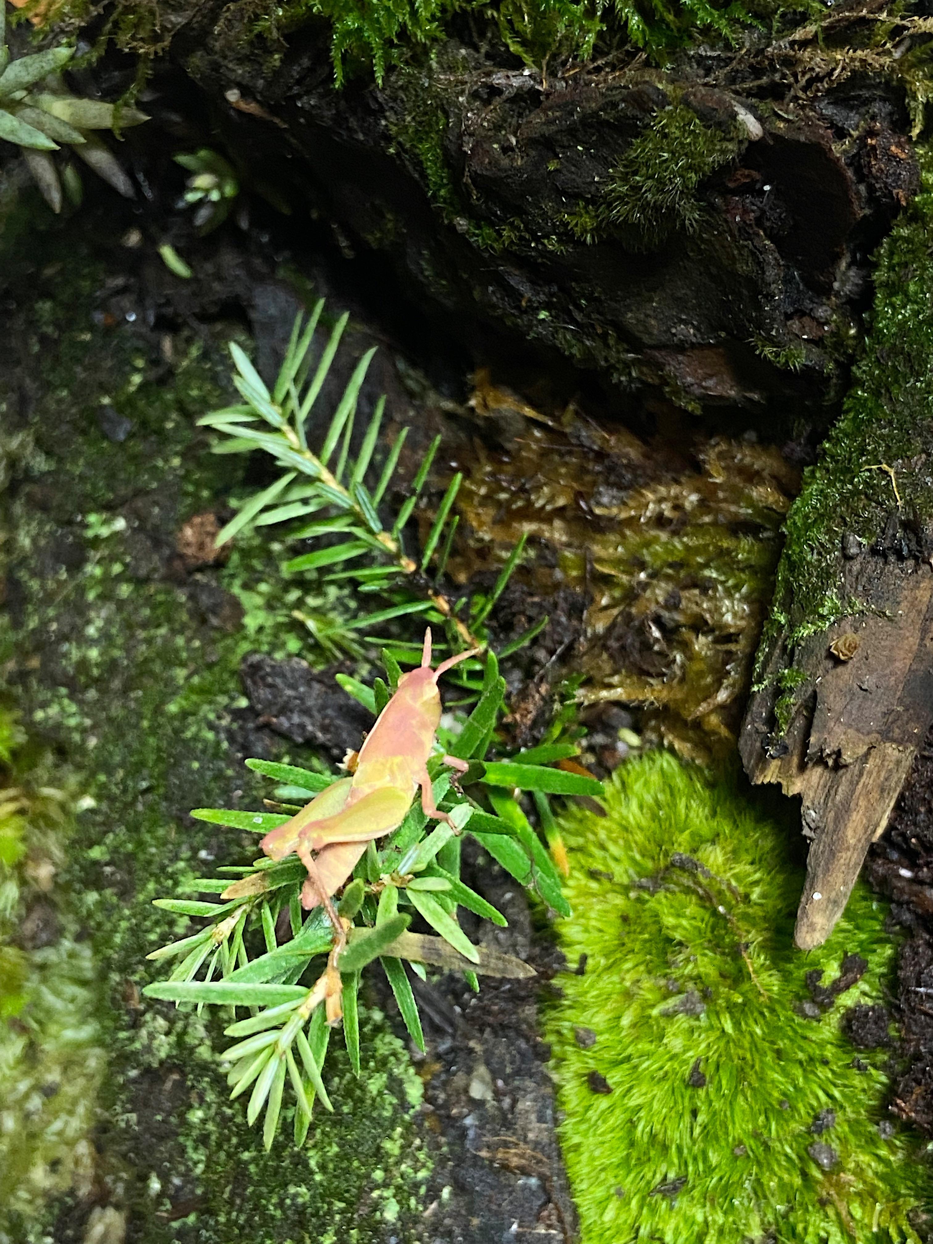 Stumbled across a pink grasshopper in my yard today. | Scrolller