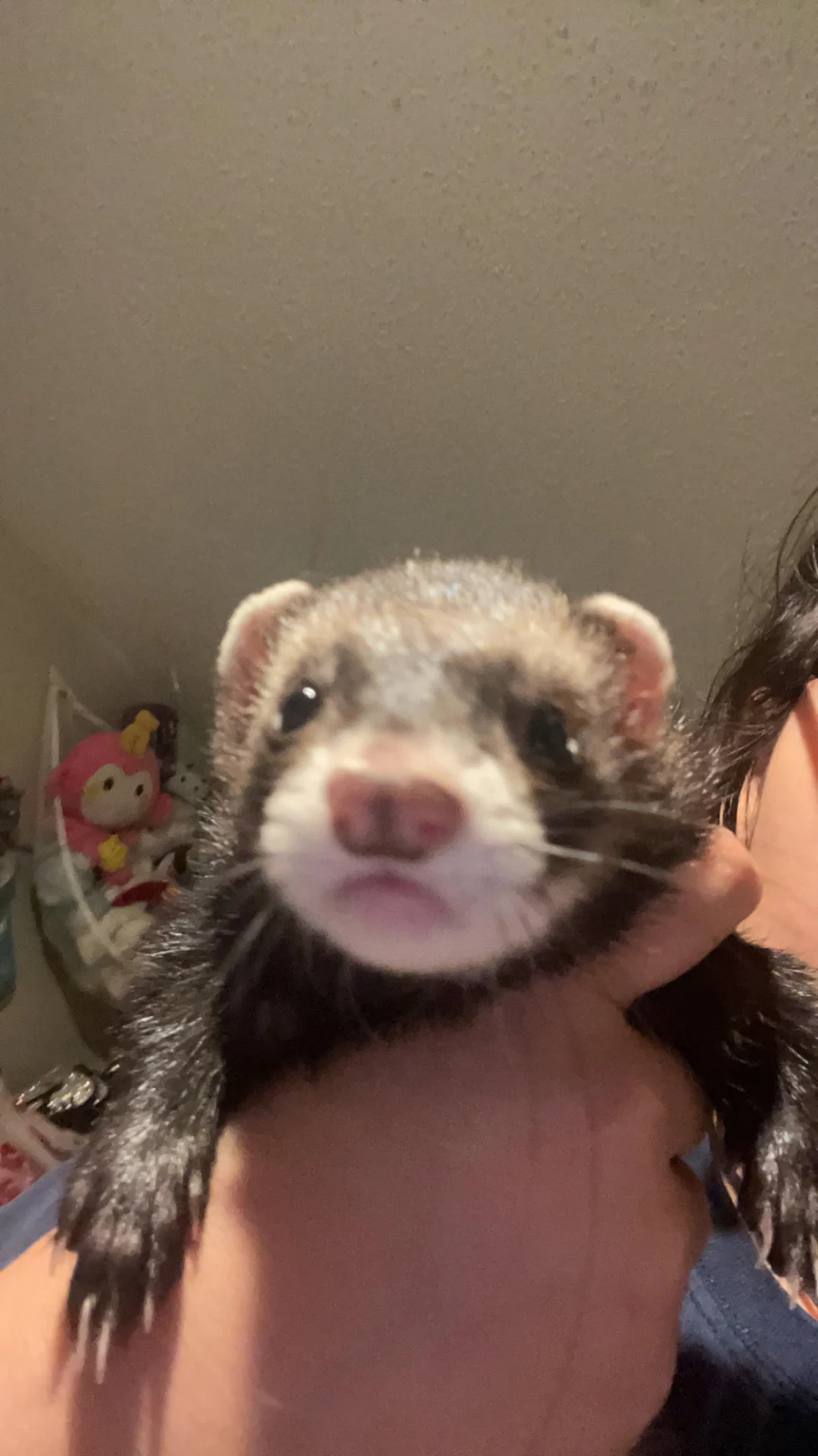 introducing amoeba! | Scrolller