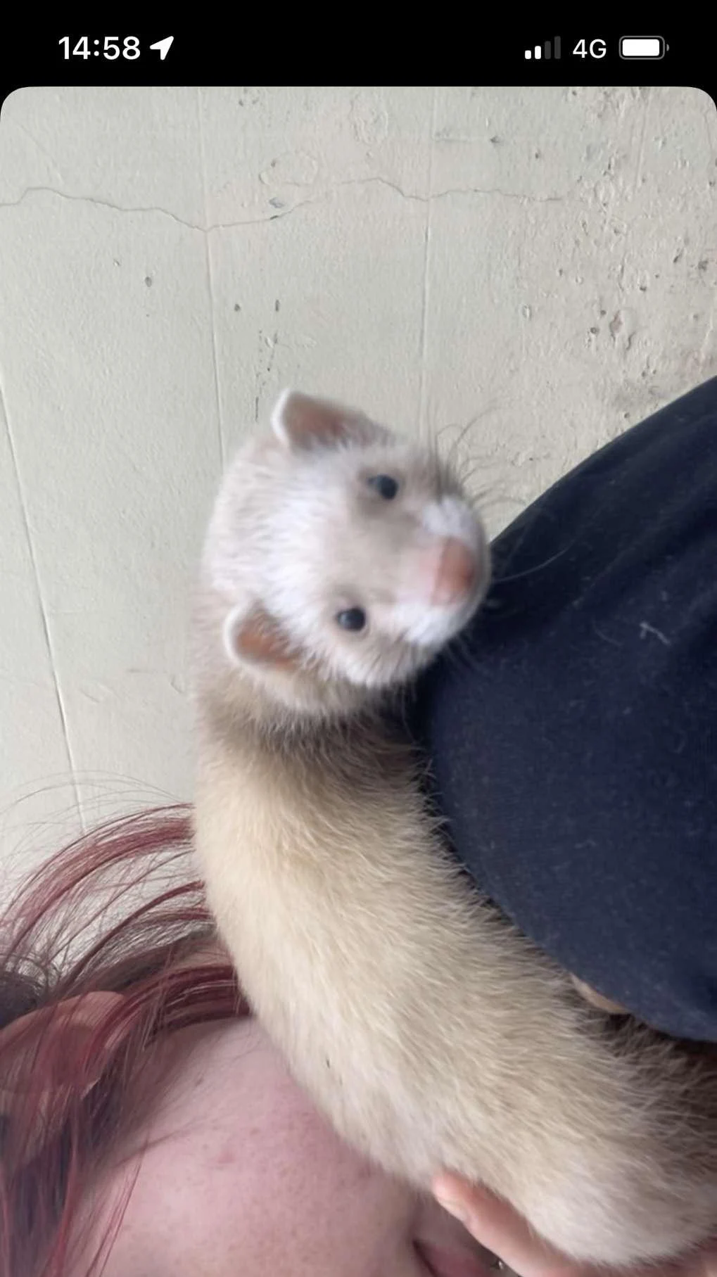 Ferret after implant | Scrolller