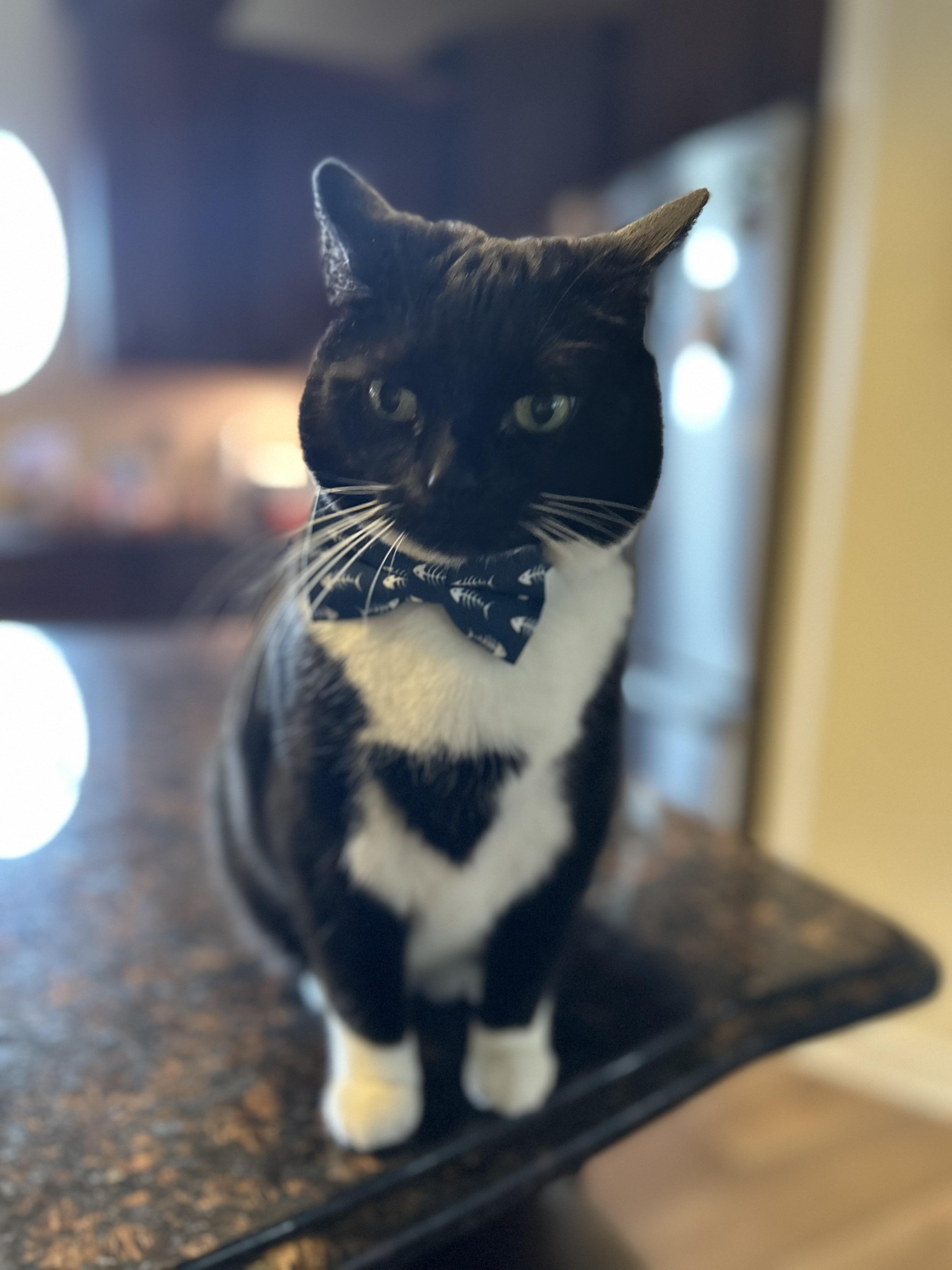Vinnies new bow tie | Scrolller