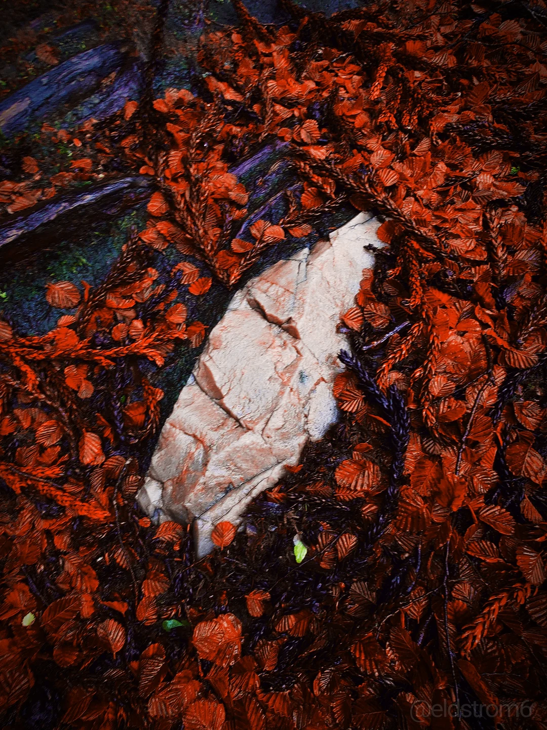 Fallen Nothofagus gunnii leaves at the Cradle Mountain World Heritage site. [OC] [3780×2835 ...