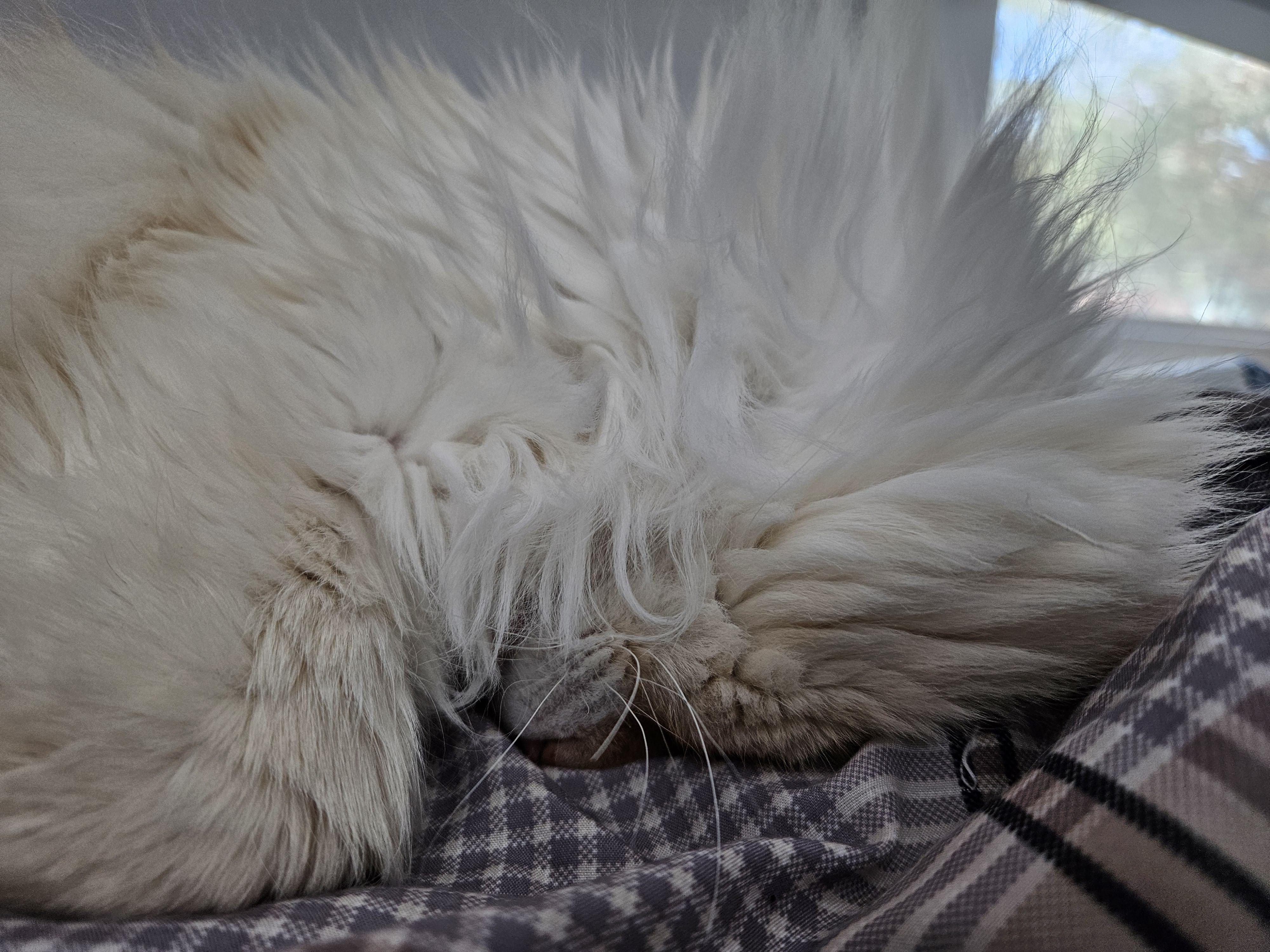 Faceplant floof | Scrolller
