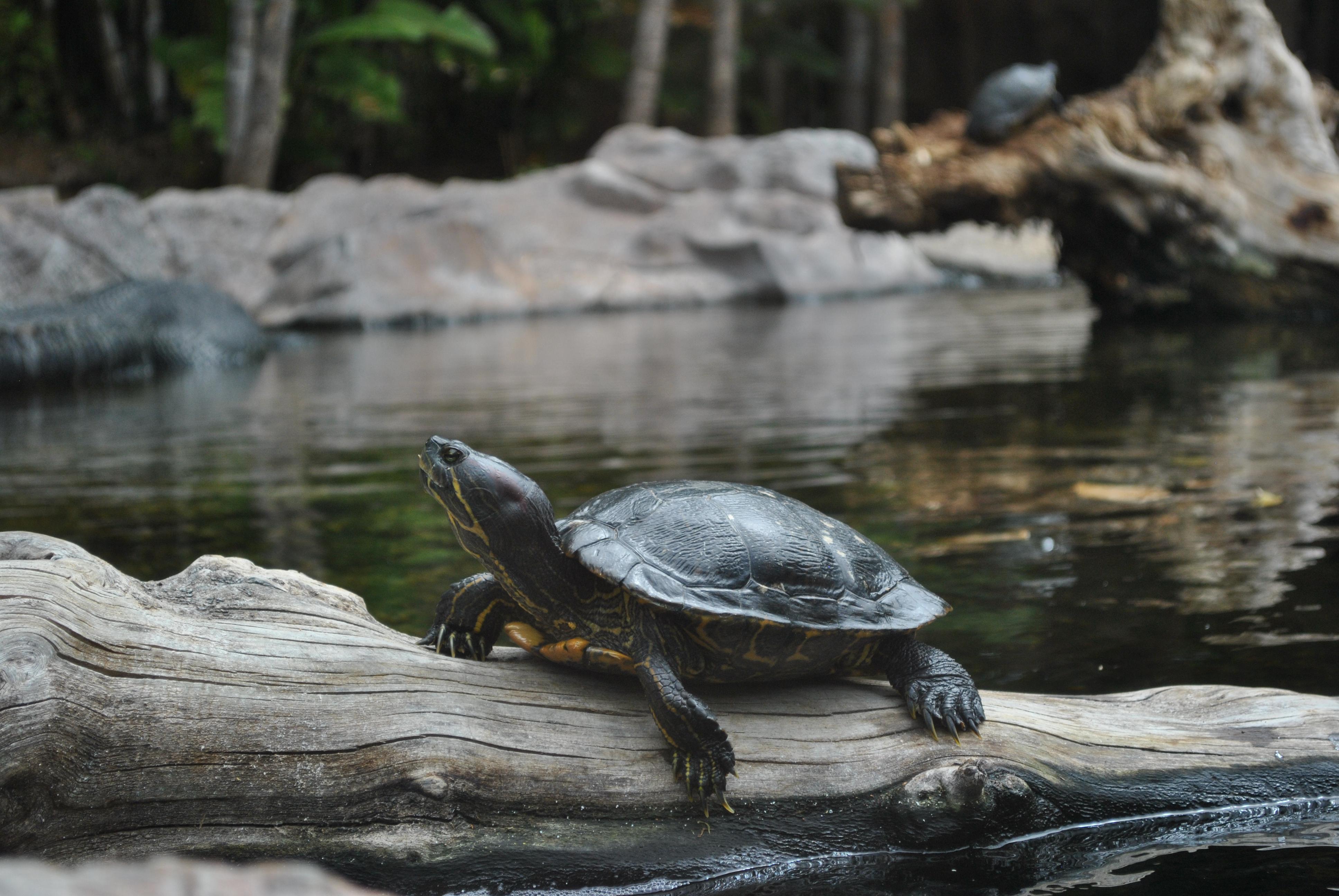 saw this cute little turtle chilling on a log | Scrolller