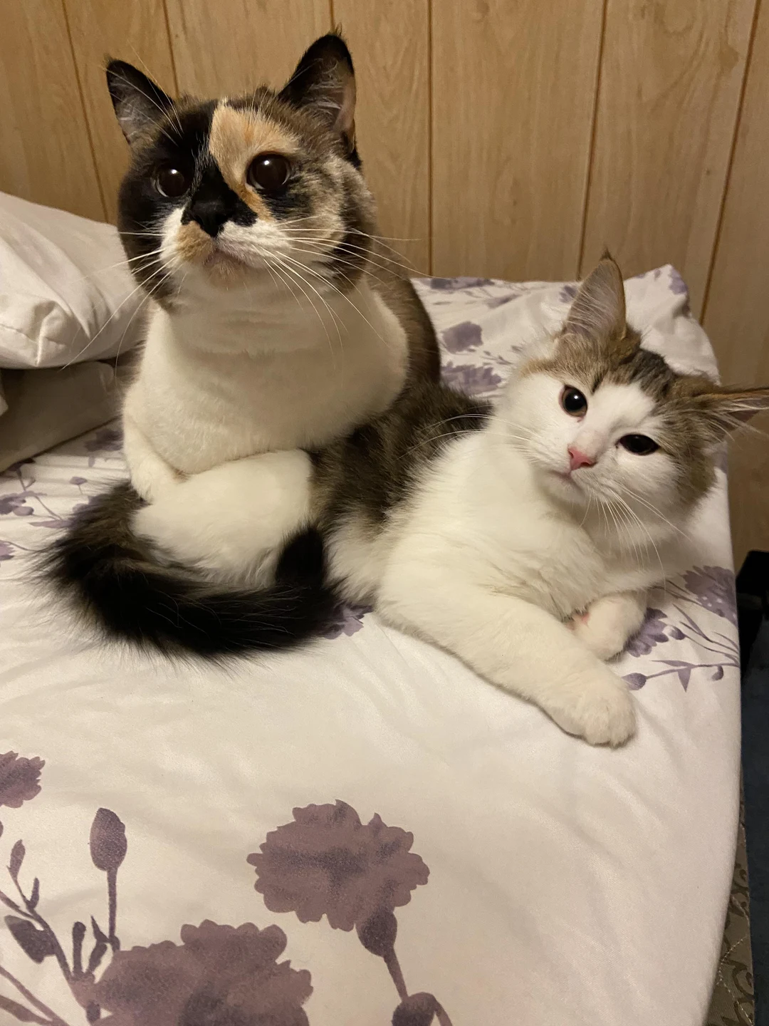 loafing ON her baby brother | Scrolller