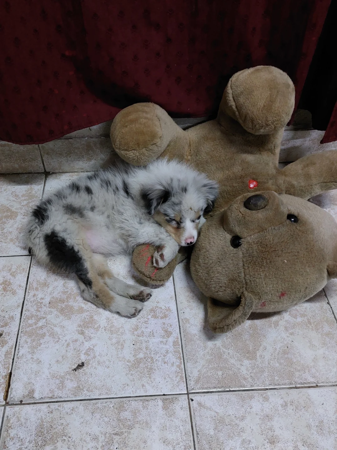 A puppy dog sleeping with a teddy bear | Scrolller