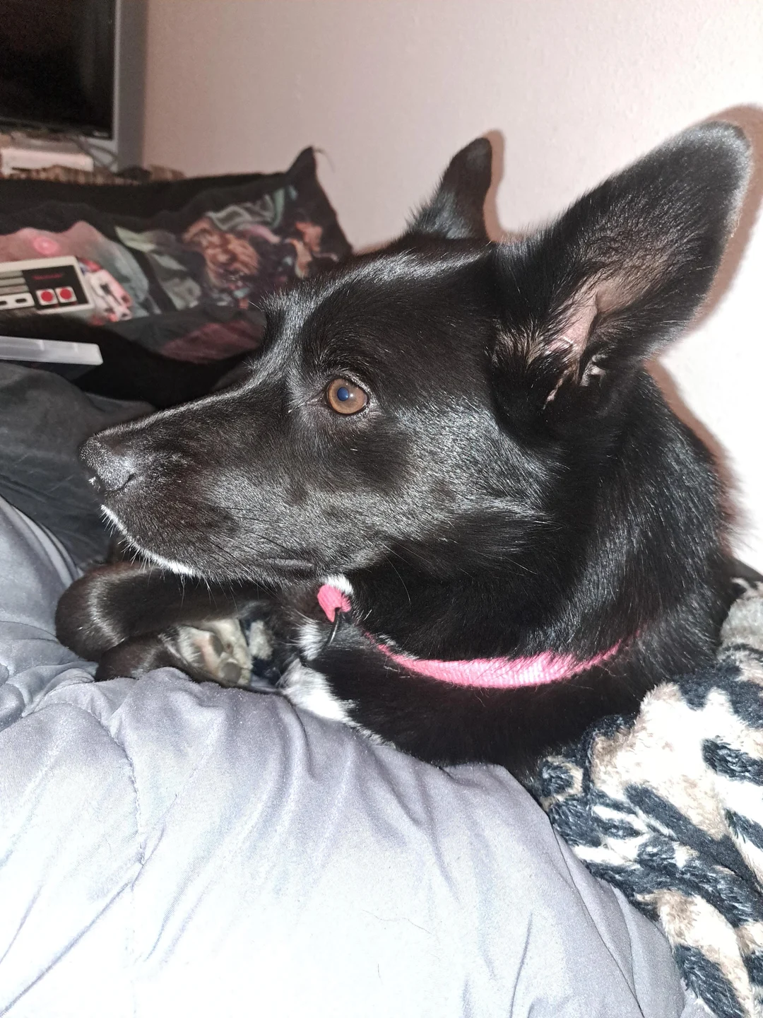 quite a lot, actually. | Scrolller