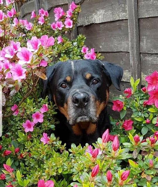 Meet Zeus...my partner | Scrolller