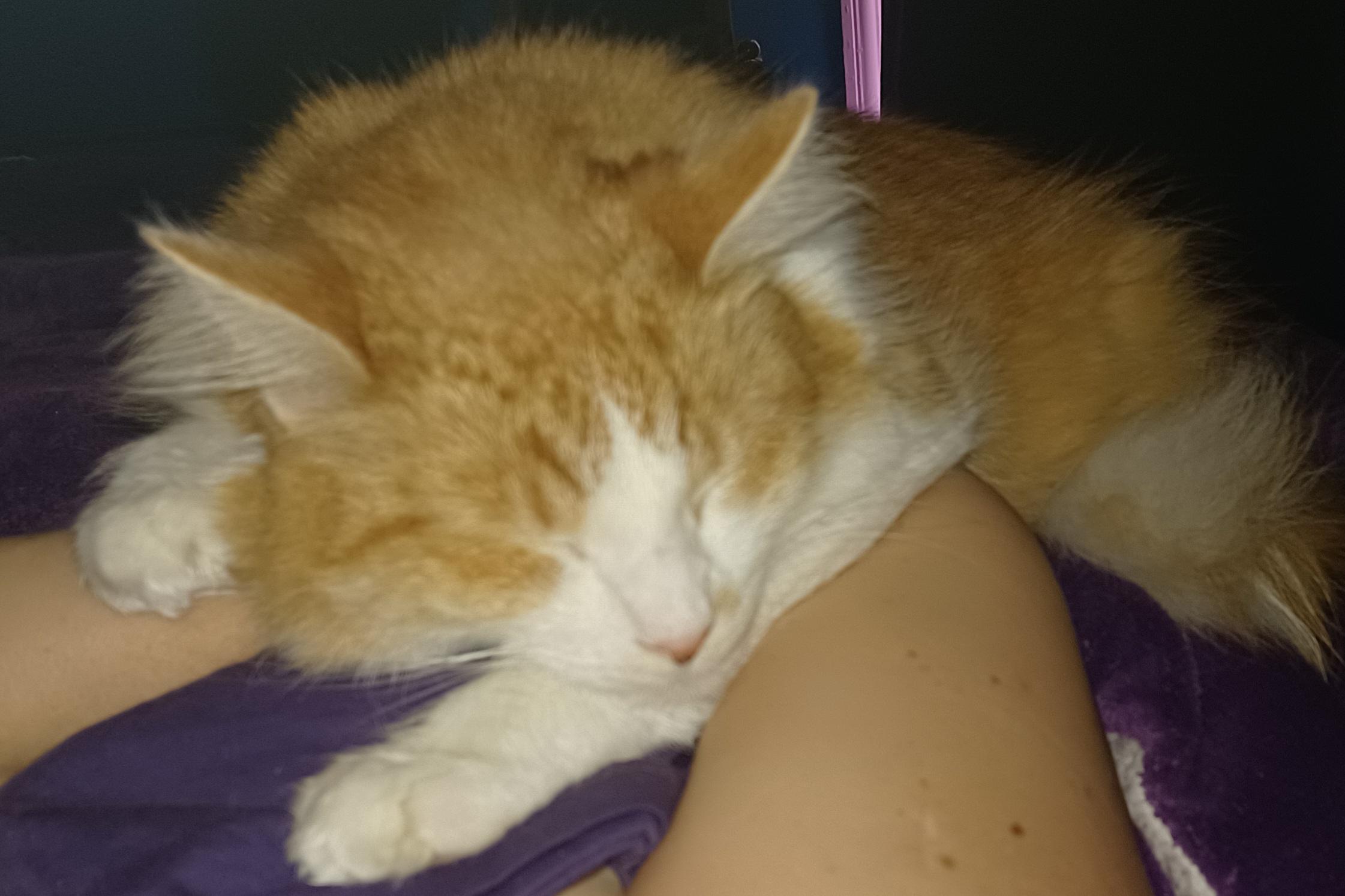 The moment before cat crime | Scrolller