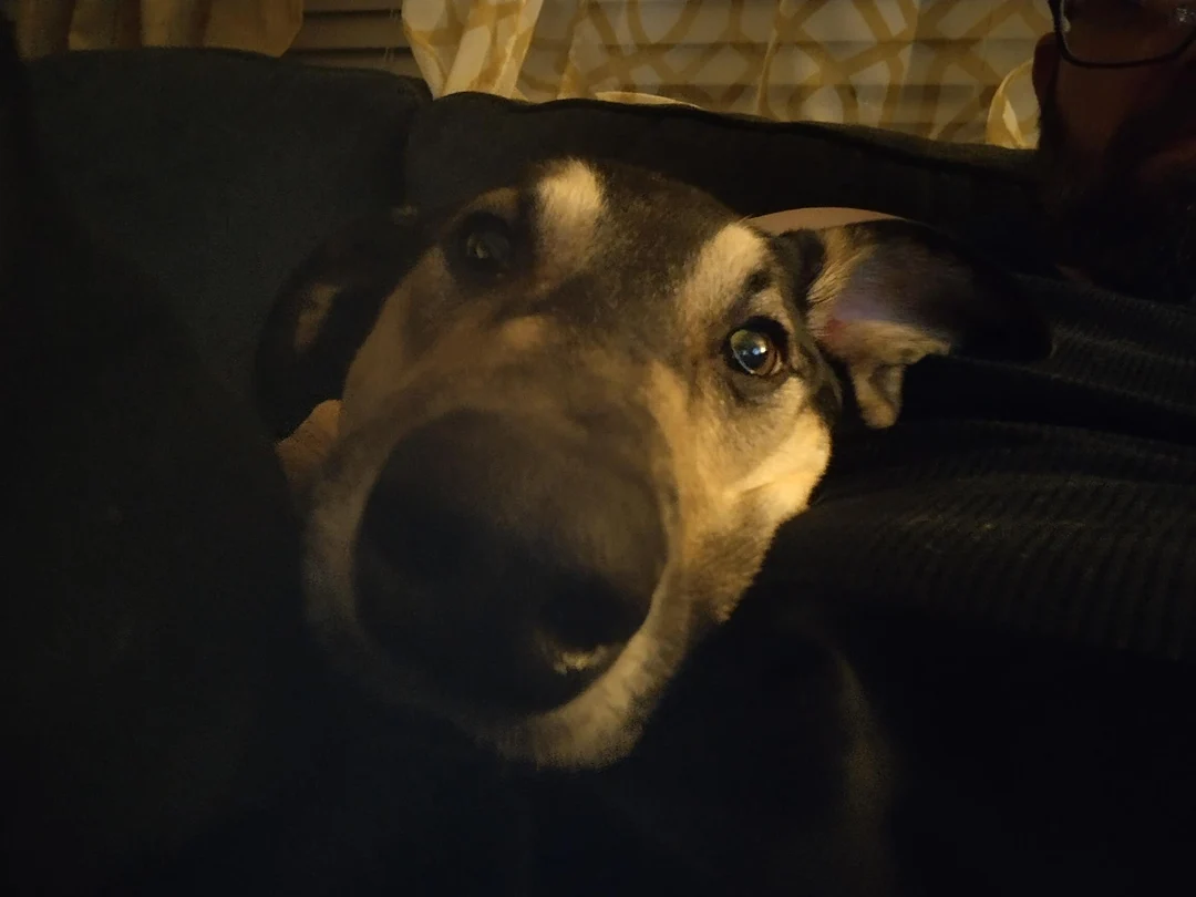 Derp nose | Scrolller