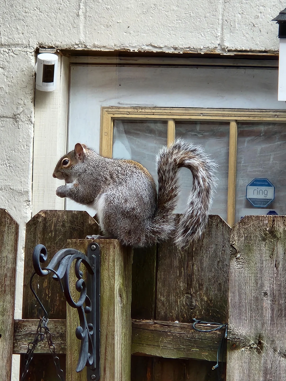 Discover more like Squirrels: Mid bite and Related Content | Scrolller