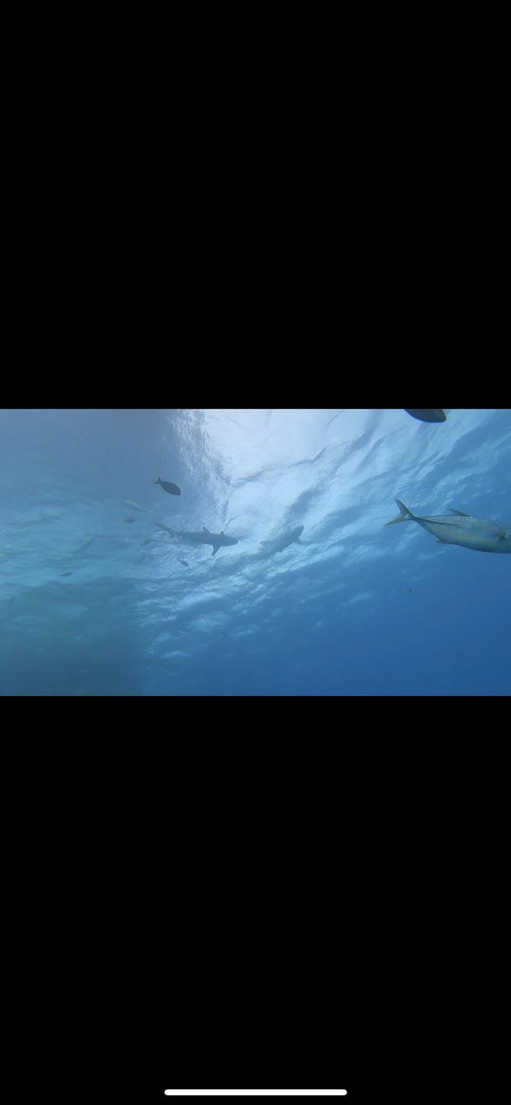 First time seeing a couple sharks out while diving. | Scrolller