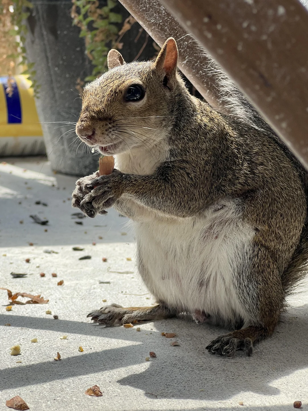 Gary enjoying an afternoon peanut | Scrolller